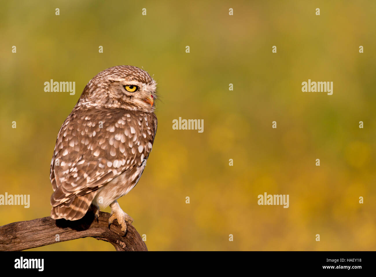 Cute owl, small bird with big eyes in the nature Stock Photo - Alamy