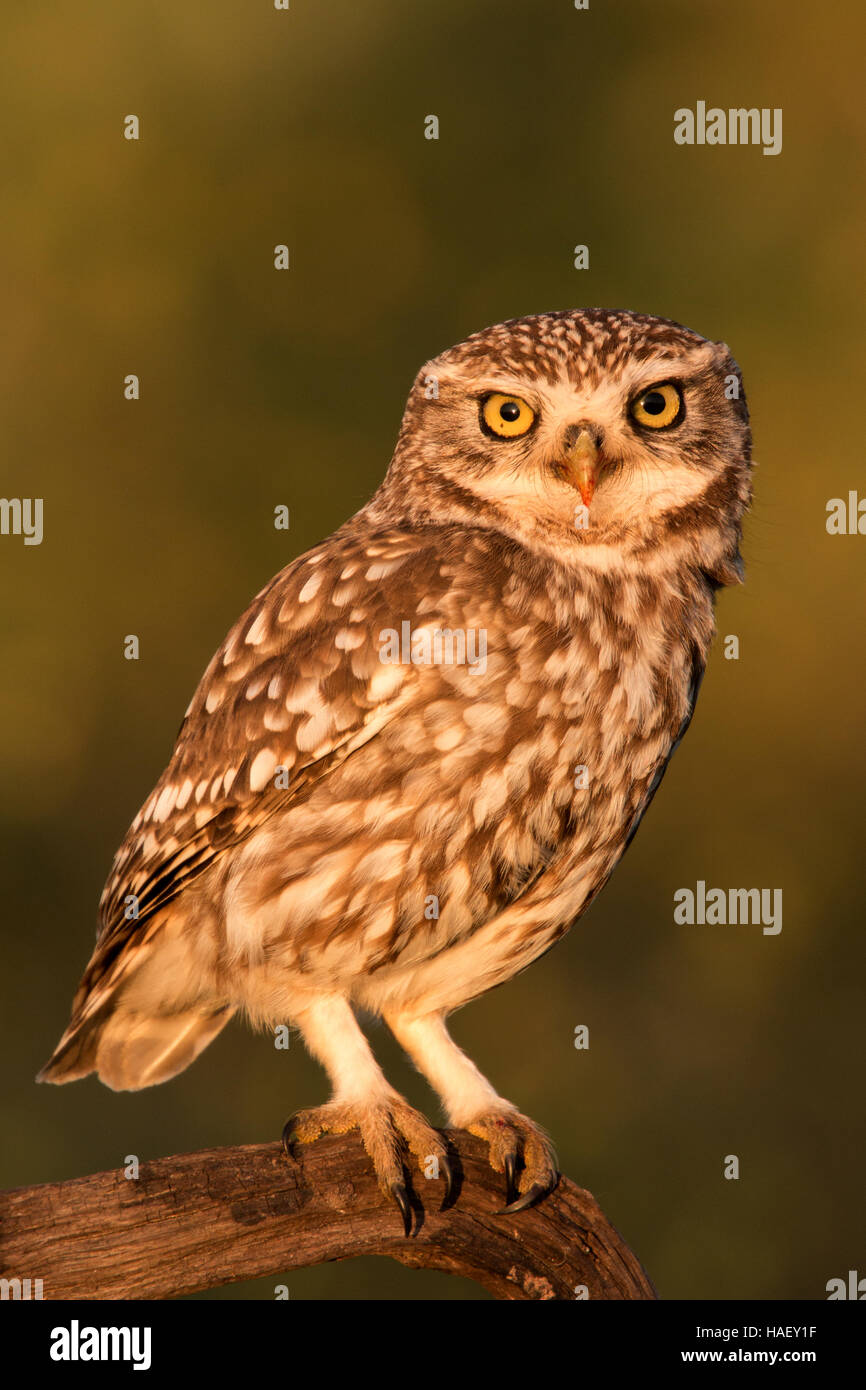 Cute owl, small bird with big eyes in the nature Stock Photo - Alamy