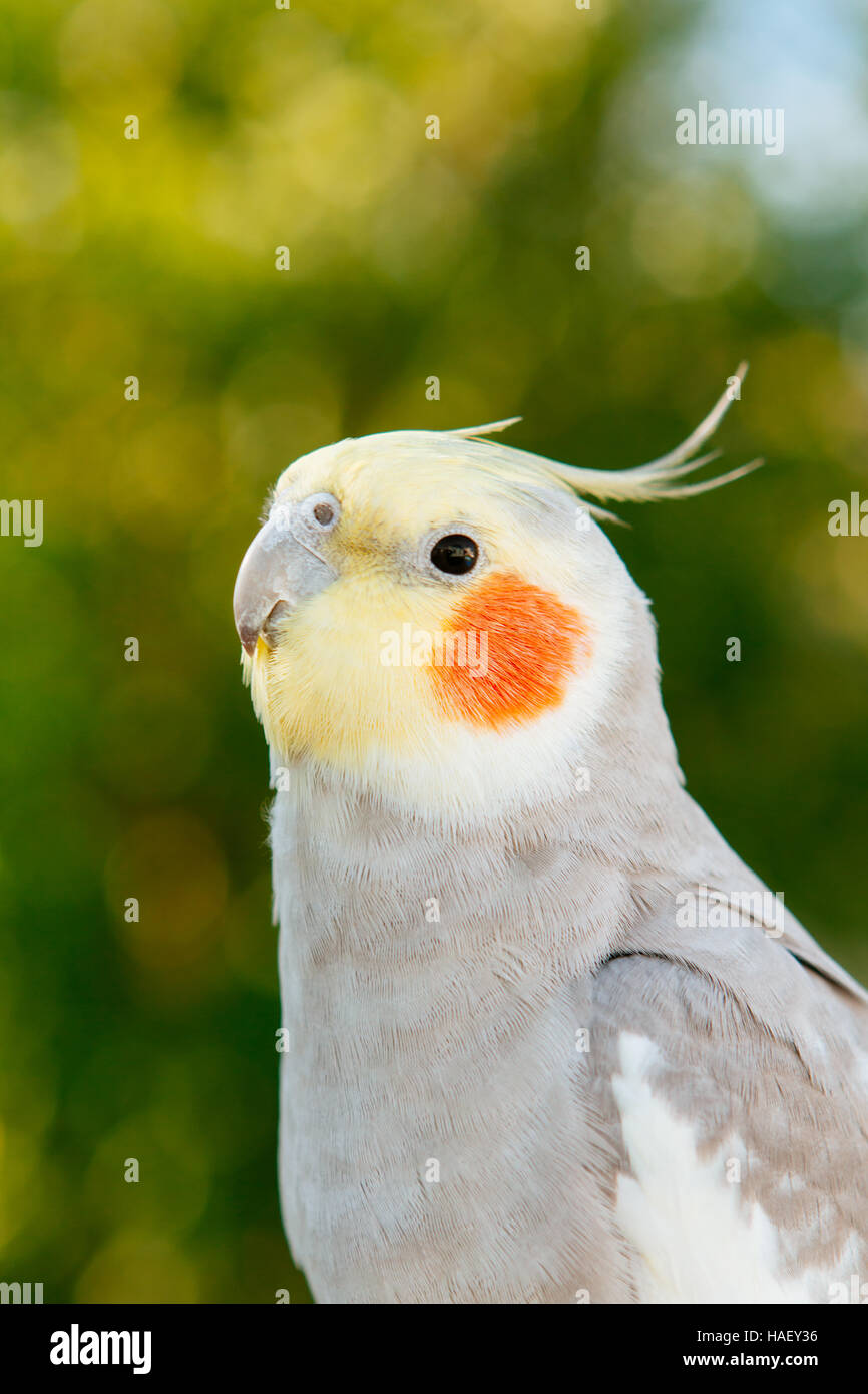 Beautiful parrot nymph gray with yellow crest Stock Photo - Alamy