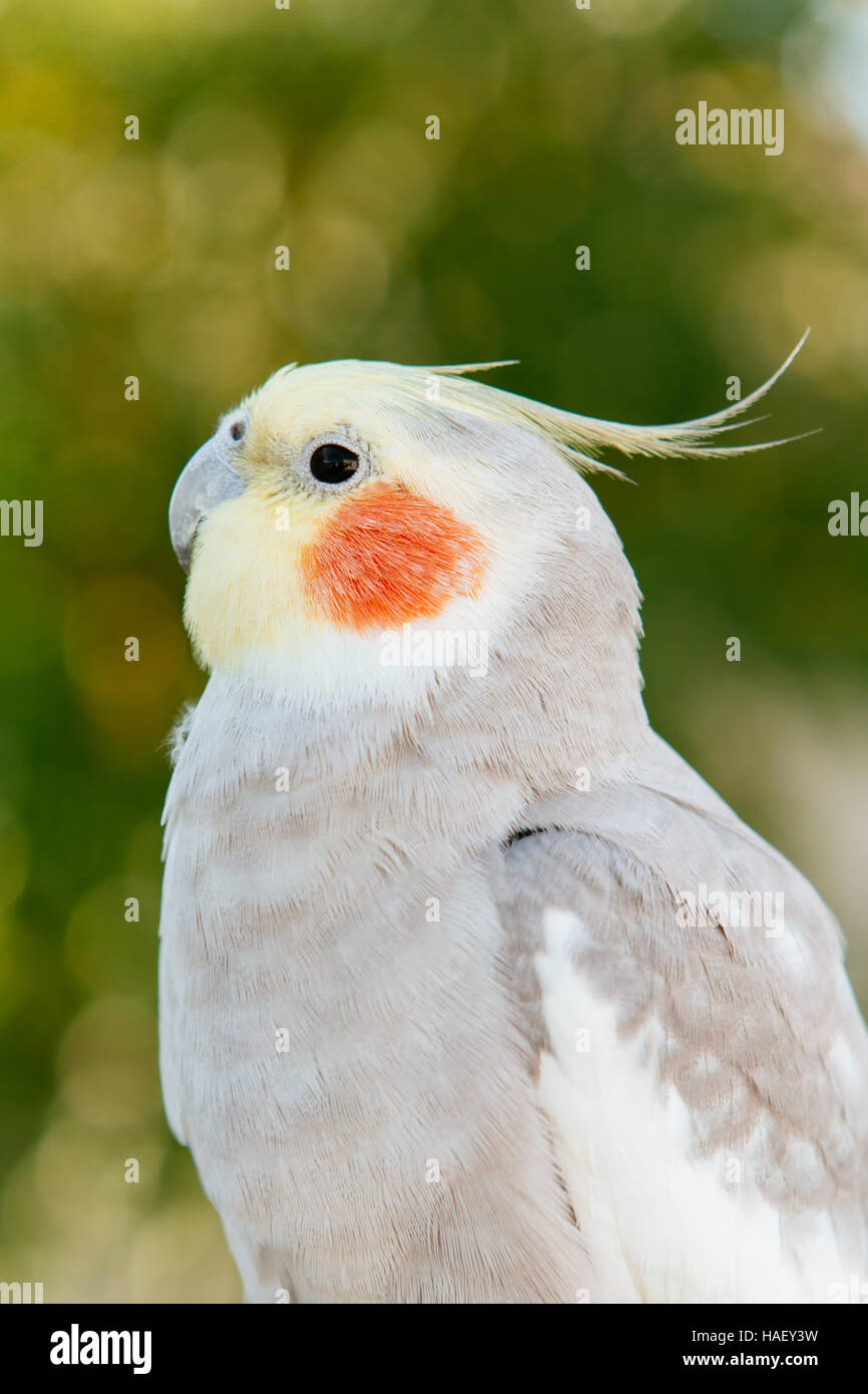 Beautiful parrot nymph gray with yellow crest Stock Photo - Alamy