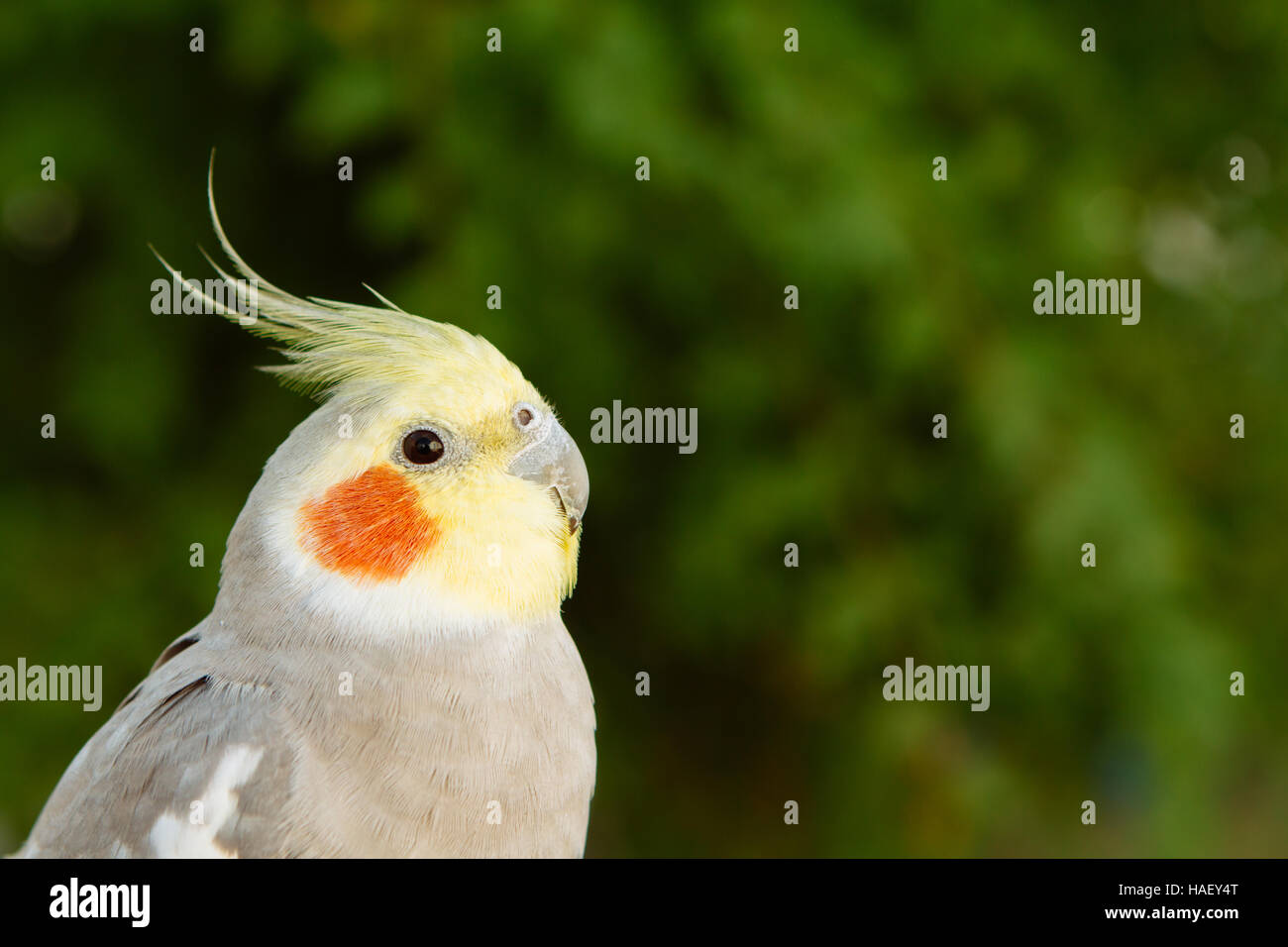 Beautiful parrot nymph gray with yellow crest Stock Photo - Alamy