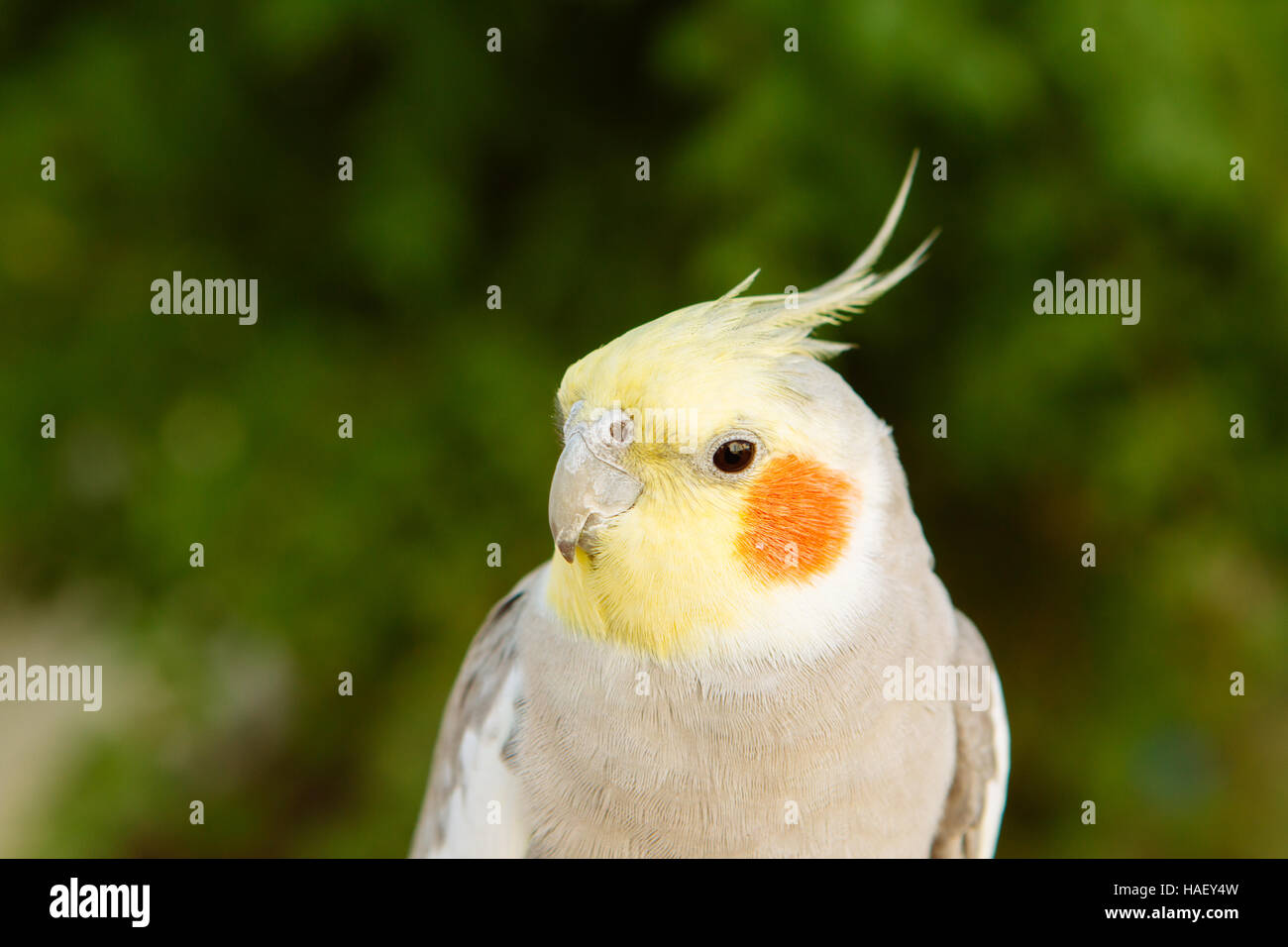 Beautiful parrot nymph gray with yellow crest Stock Photo - Alamy