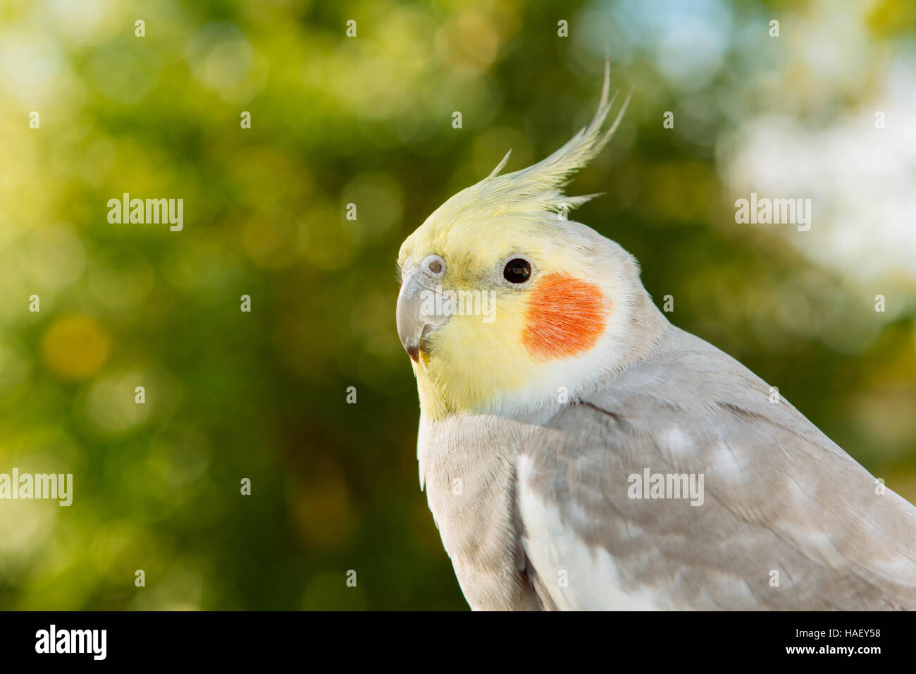 Beautiful parrot nymph gray with yellow crest Stock Photo - Alamy