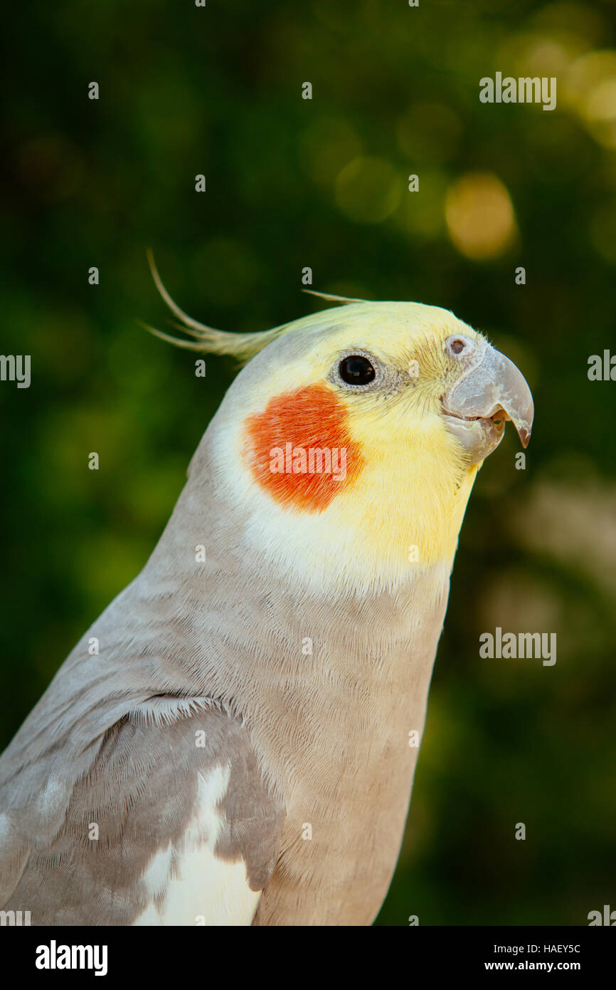 Beautiful parrot nymph gray with yellow crest Stock Photo - Alamy