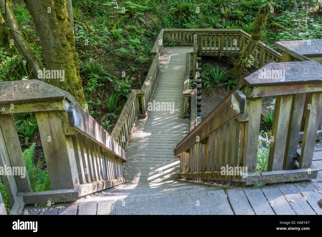 A wooden walking structure gives access to a trail at Dash Point State ...