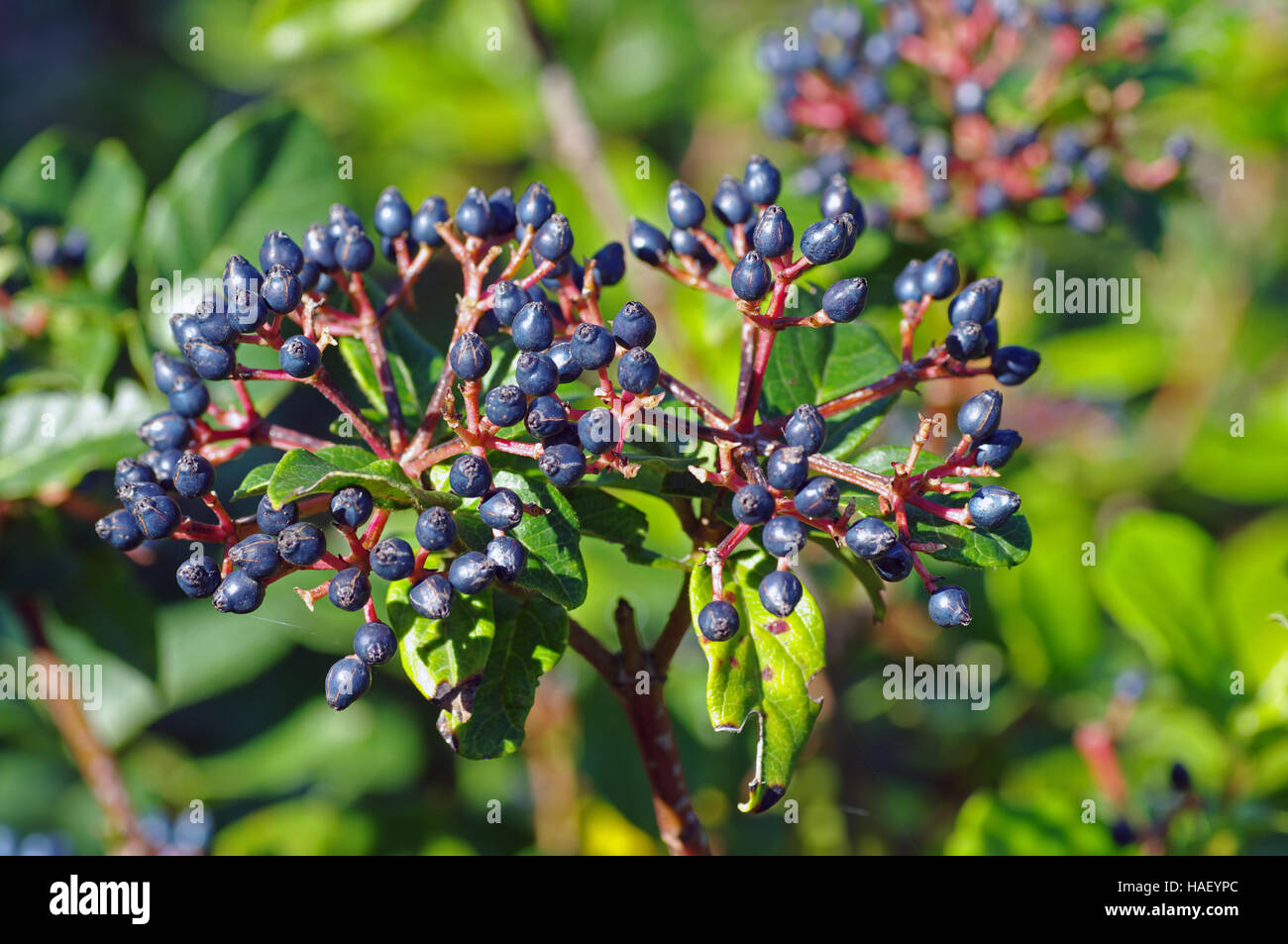 Viburnum tinus berries fruit hi-res stock photography and images - Alamy