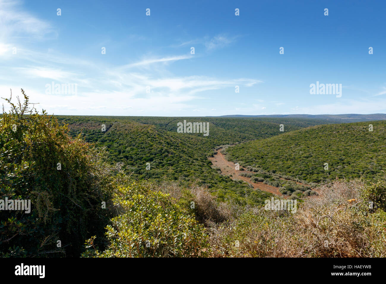 Grass Landscape with cloudy skies in Addo Elephant Park Stock Photo - Alamy