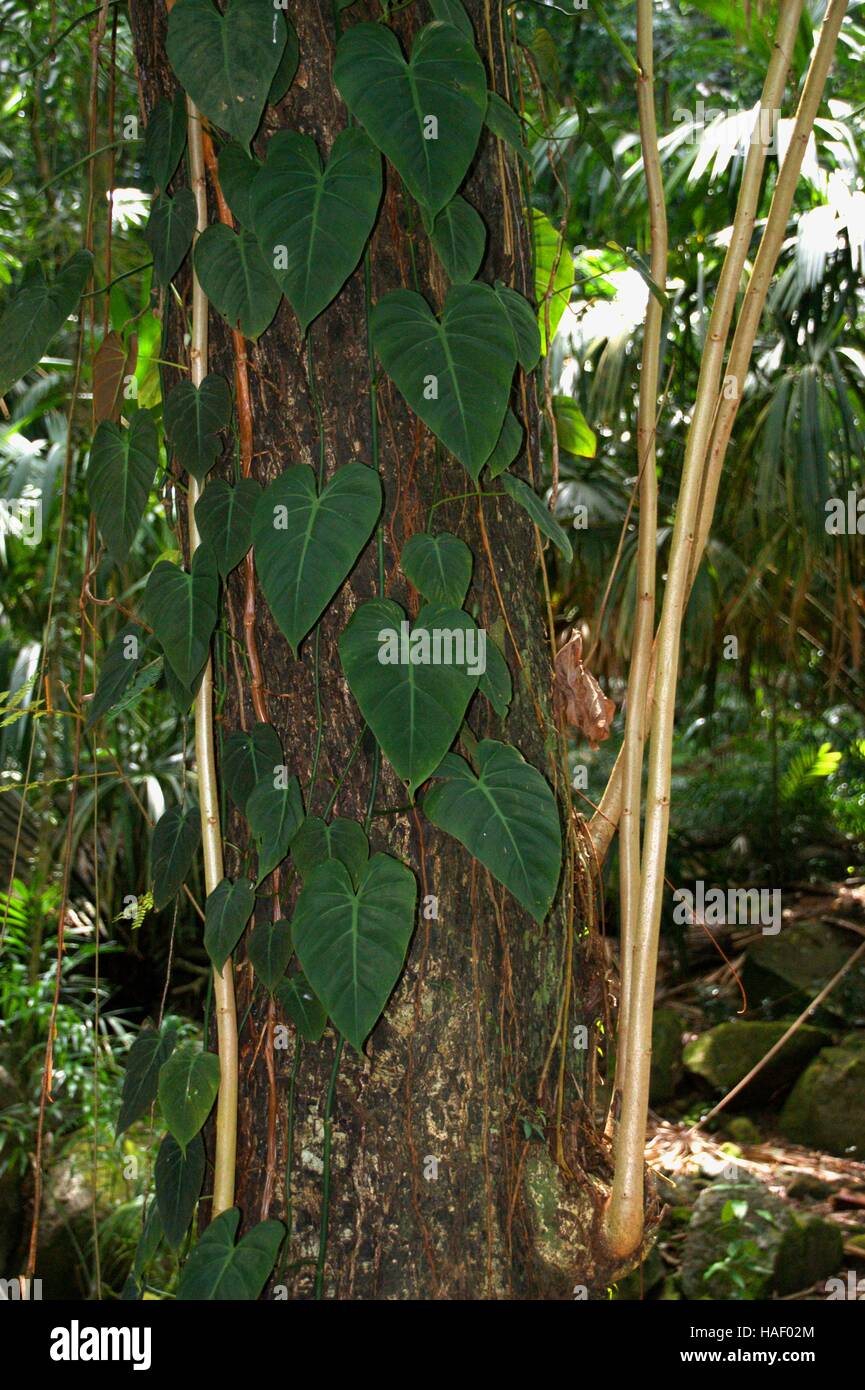 Leaves of a creeper on the trunk of a tree (Philodendron sp.). Mahe ...