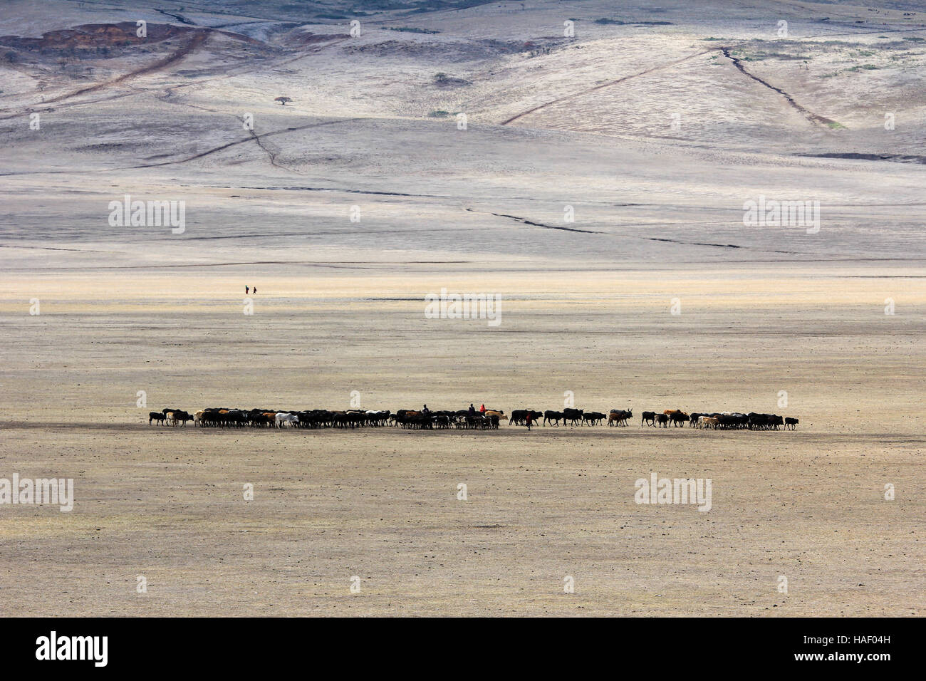 Cattle in Tanzania Stock Photo - Alamy