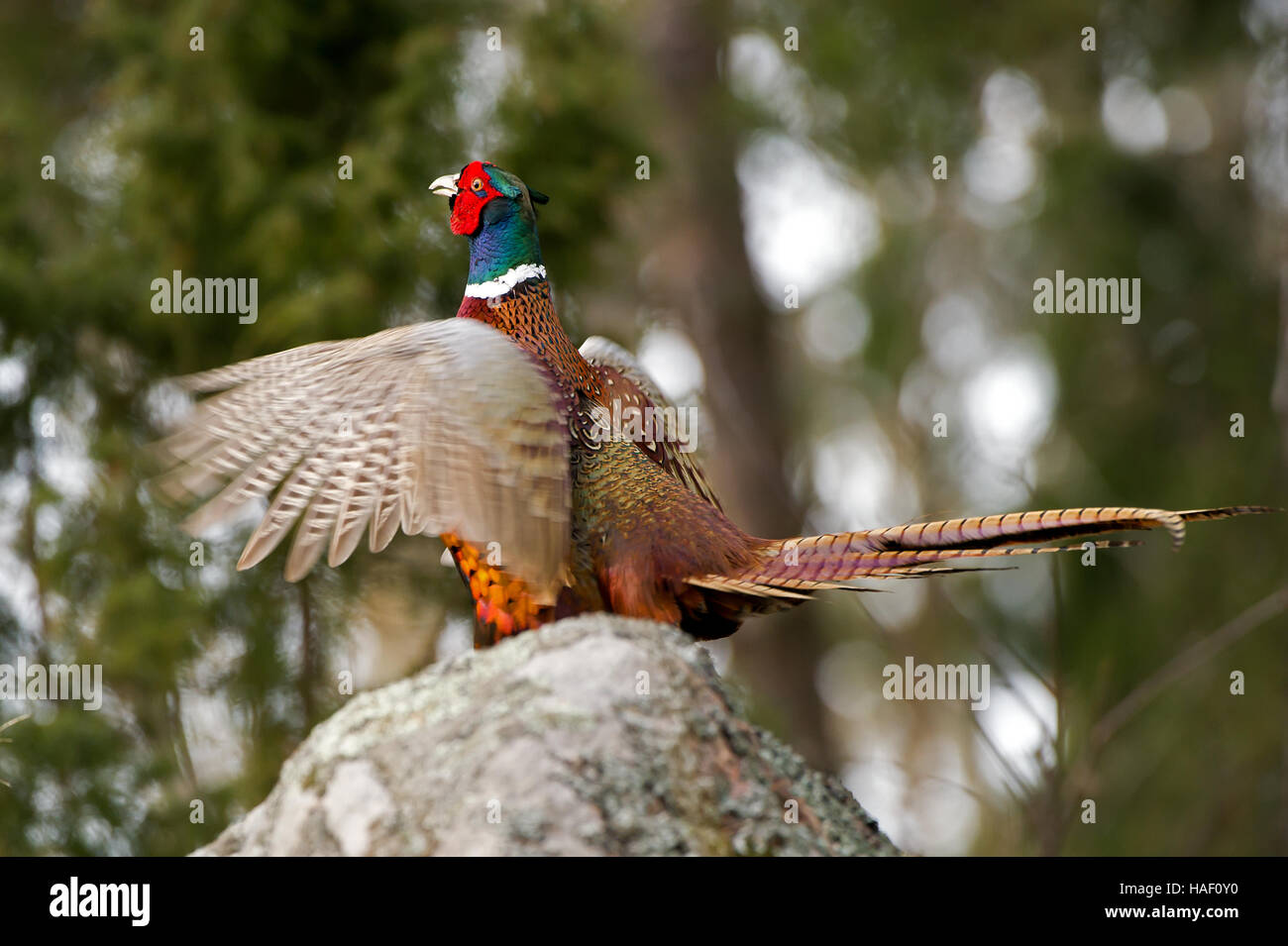 The beautiful colored male Pheasant in a typical action when he ...