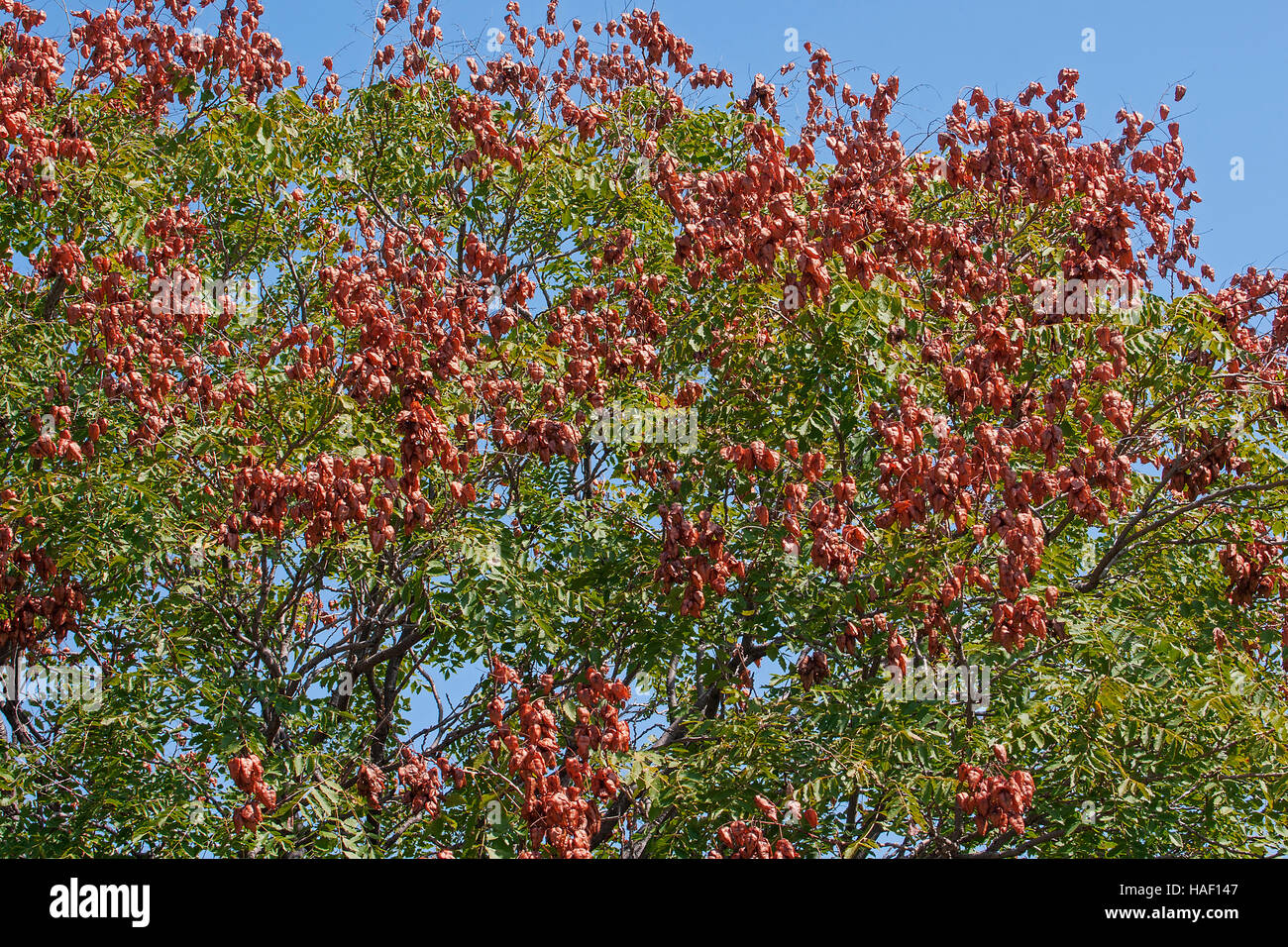 Goldenrain tree with fruits Stock Photo - Alamy