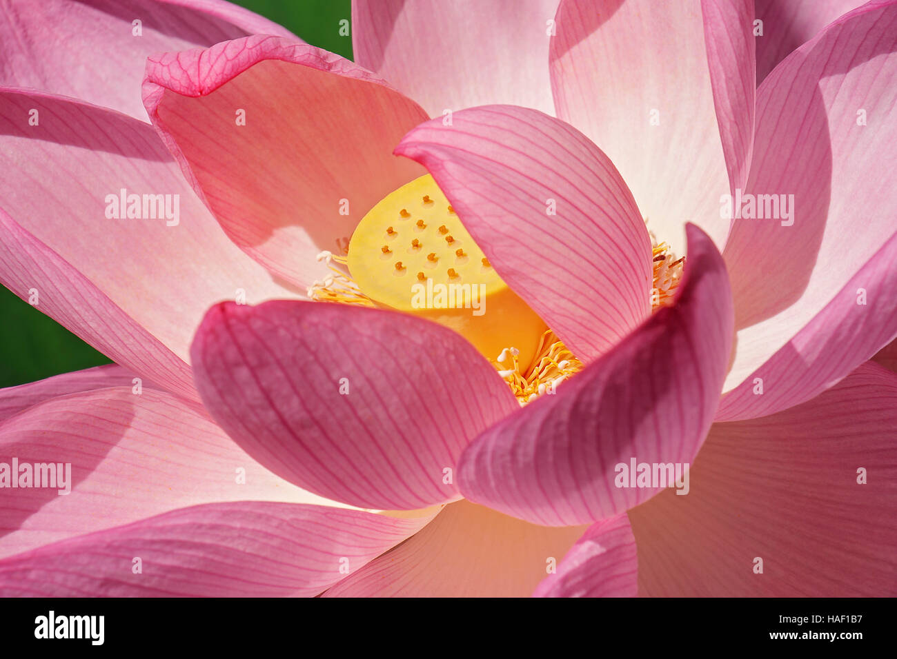 Sacred lotus flower Stock Photo - Alamy