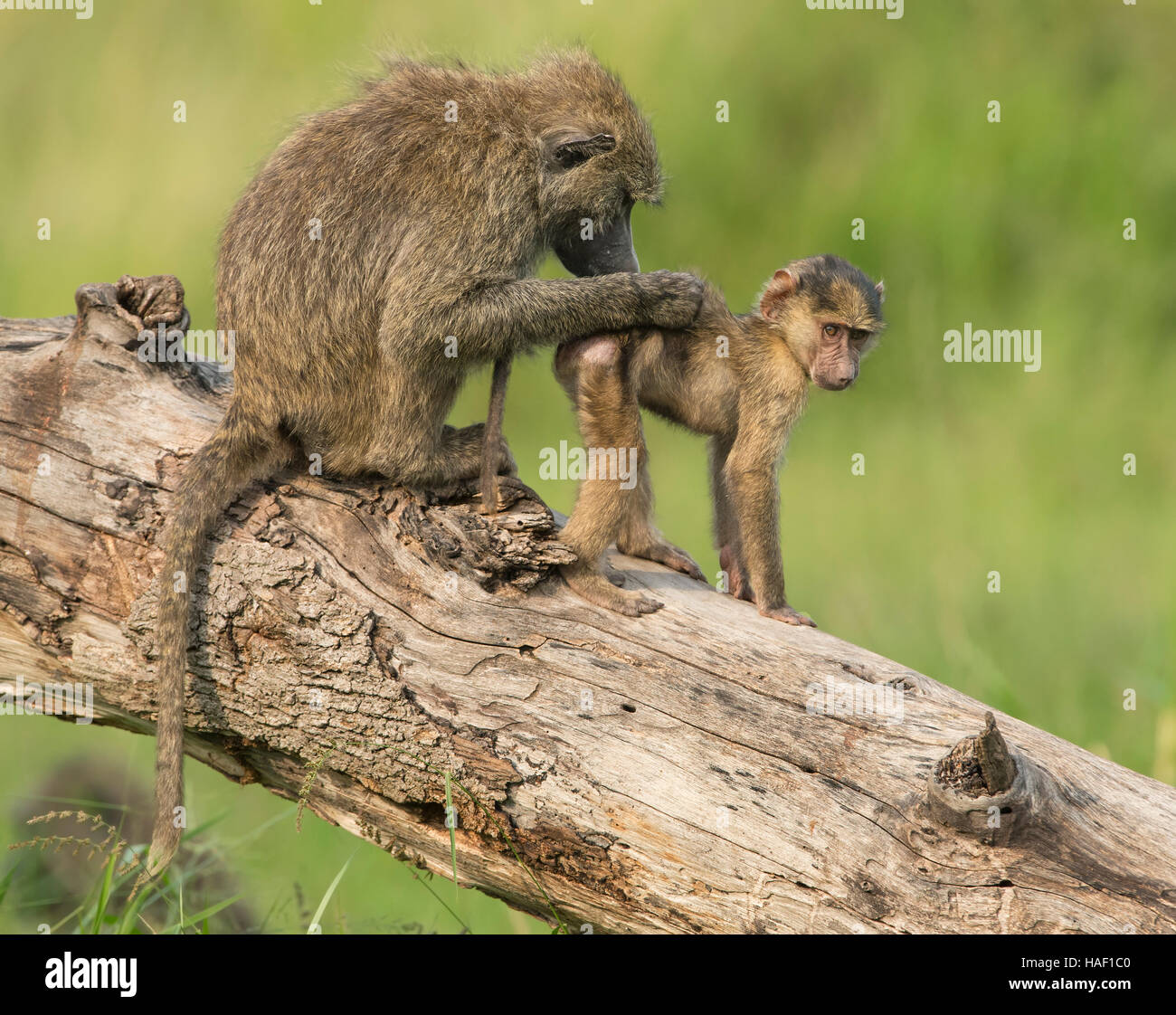 Mommy And Babby Baboons