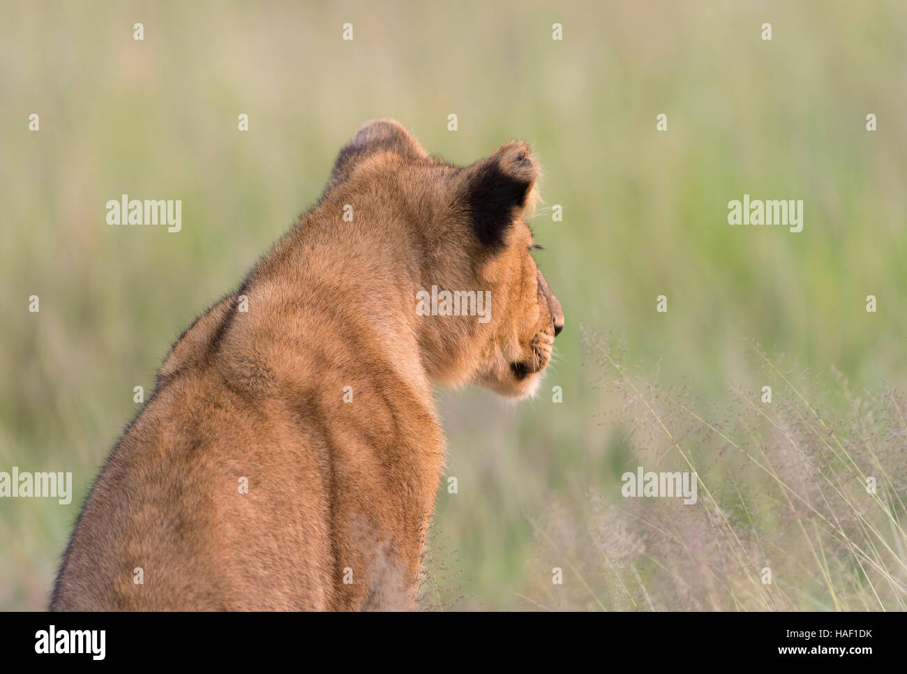 Lion stares into distance Serengeti national park Stock Photo - Alamy