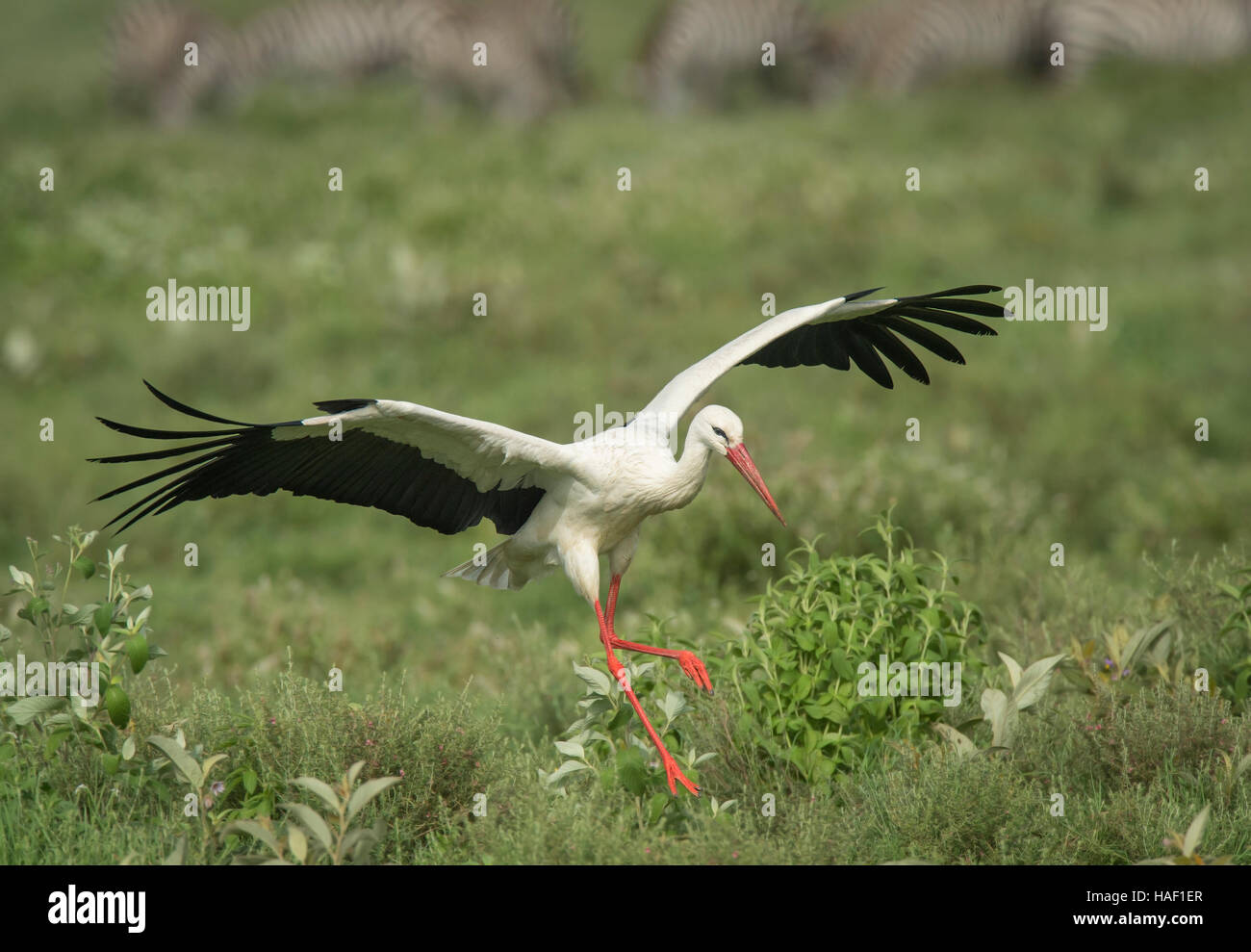 European Stork landing Stock Photo - Alamy