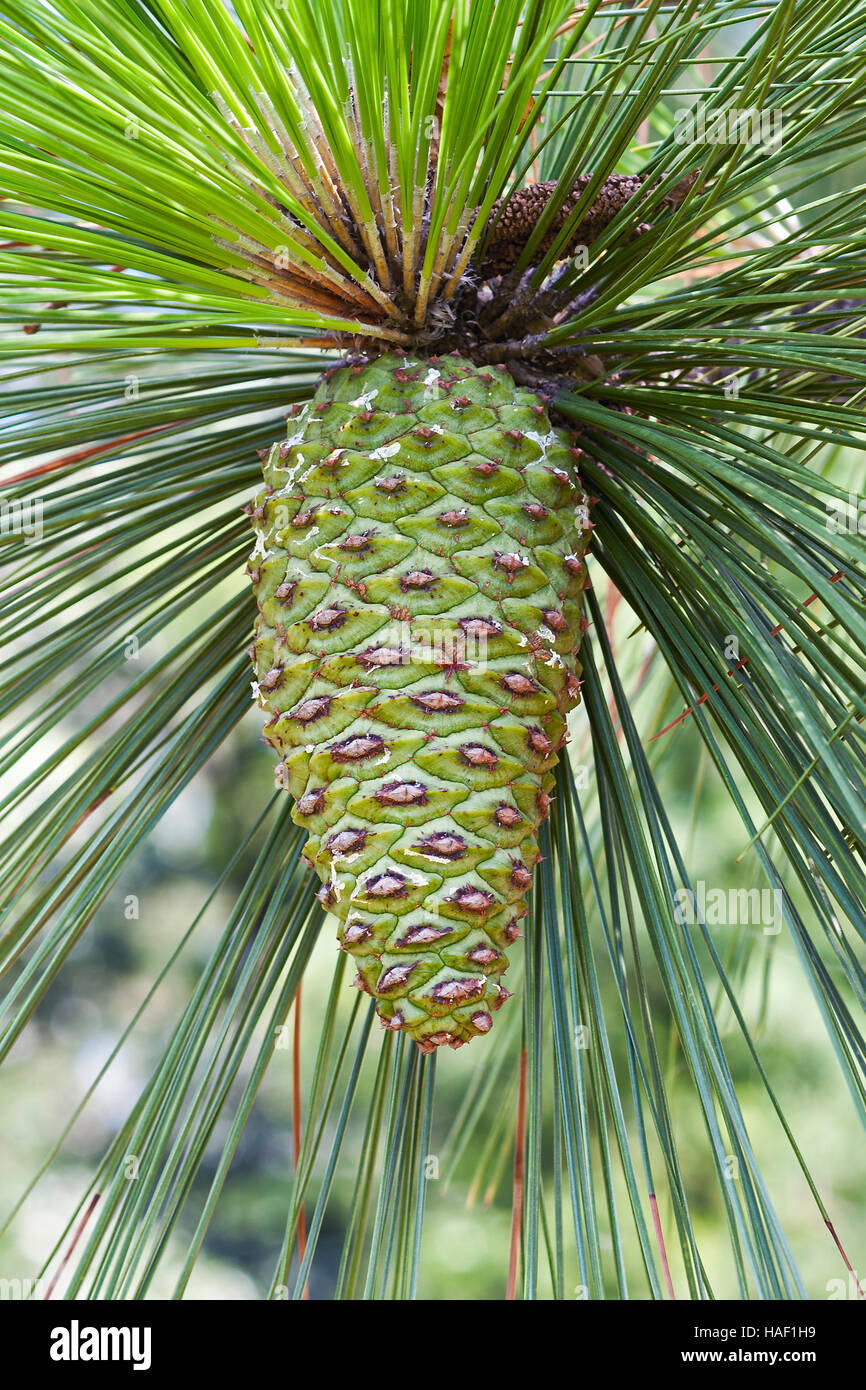 Longleaf Pine Cone