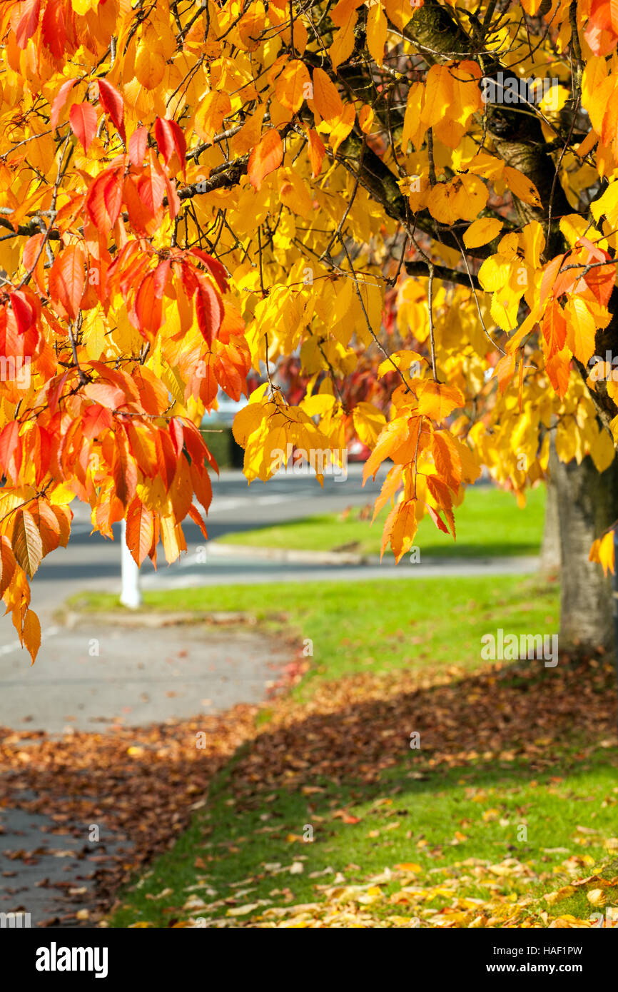 Overhanging tree leaves hi-res stock photography and images - Alamy