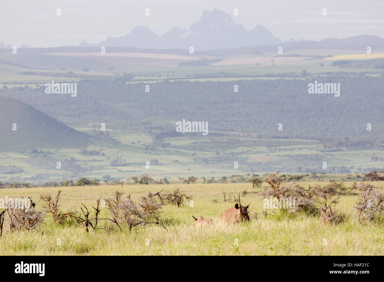 A Black rhinoceros with it's young calf in the open grassland with ...