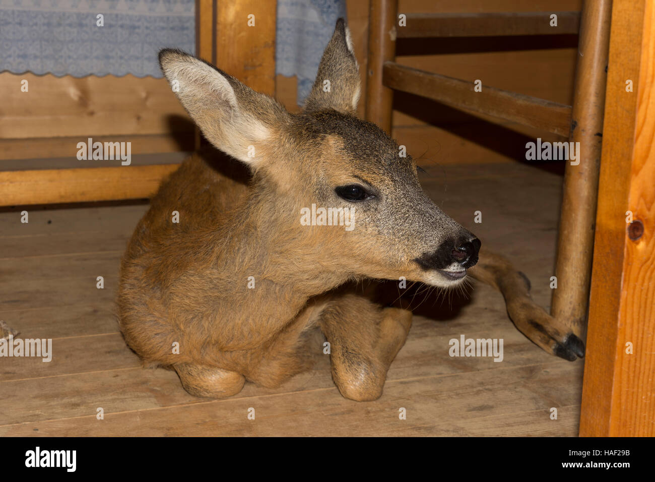 Fawn curled up under a wooden table Stock Photo - Alamy