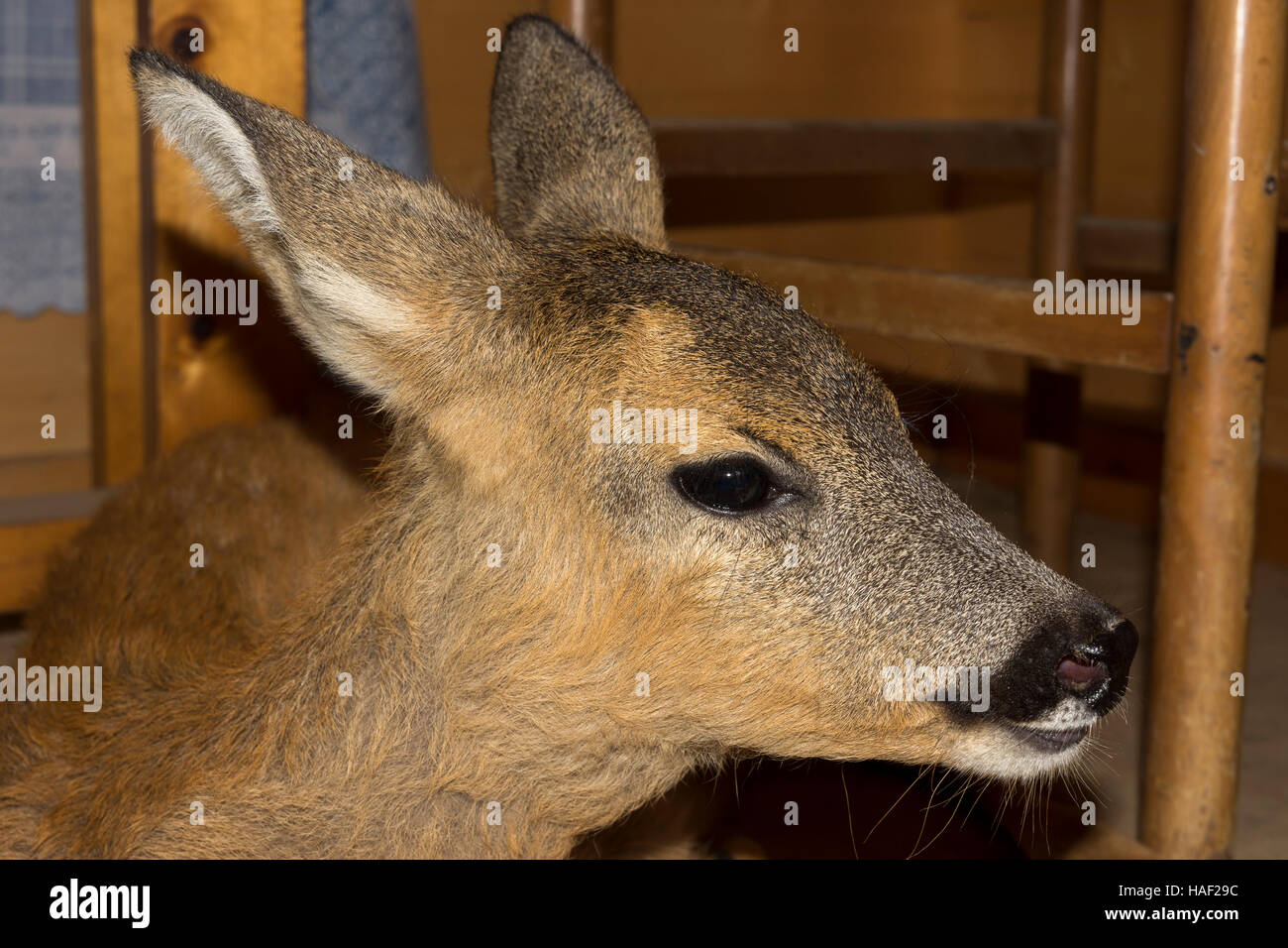 Curled tenderness hi-res stock photography and images - Alamy