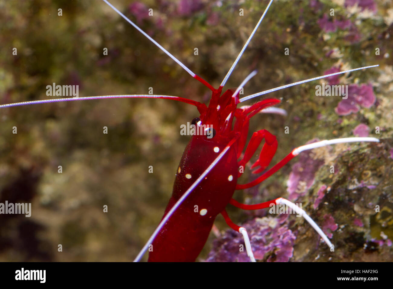 Red shrimp in coral reef Stock Photo - Alamy