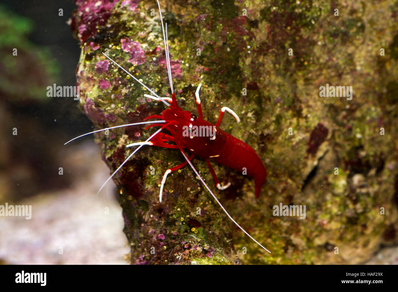 Red shrimp in coral reef Stock Photo - Alamy