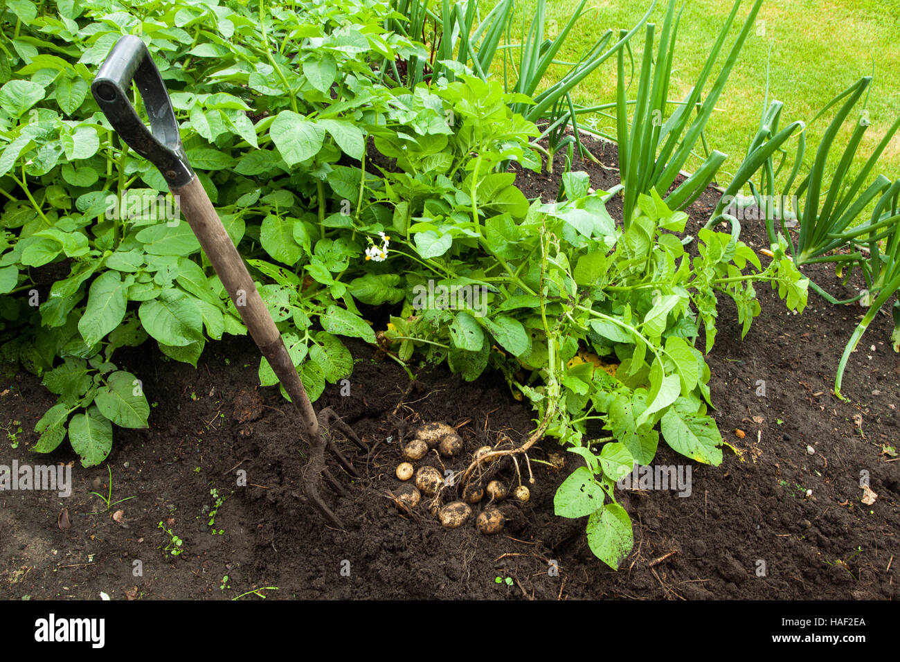 Freshly dug new potatoes Stock Photo - Alamy