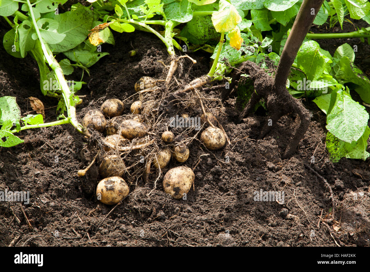 Lifting potatoes hi-res stock photography and images - Alamy