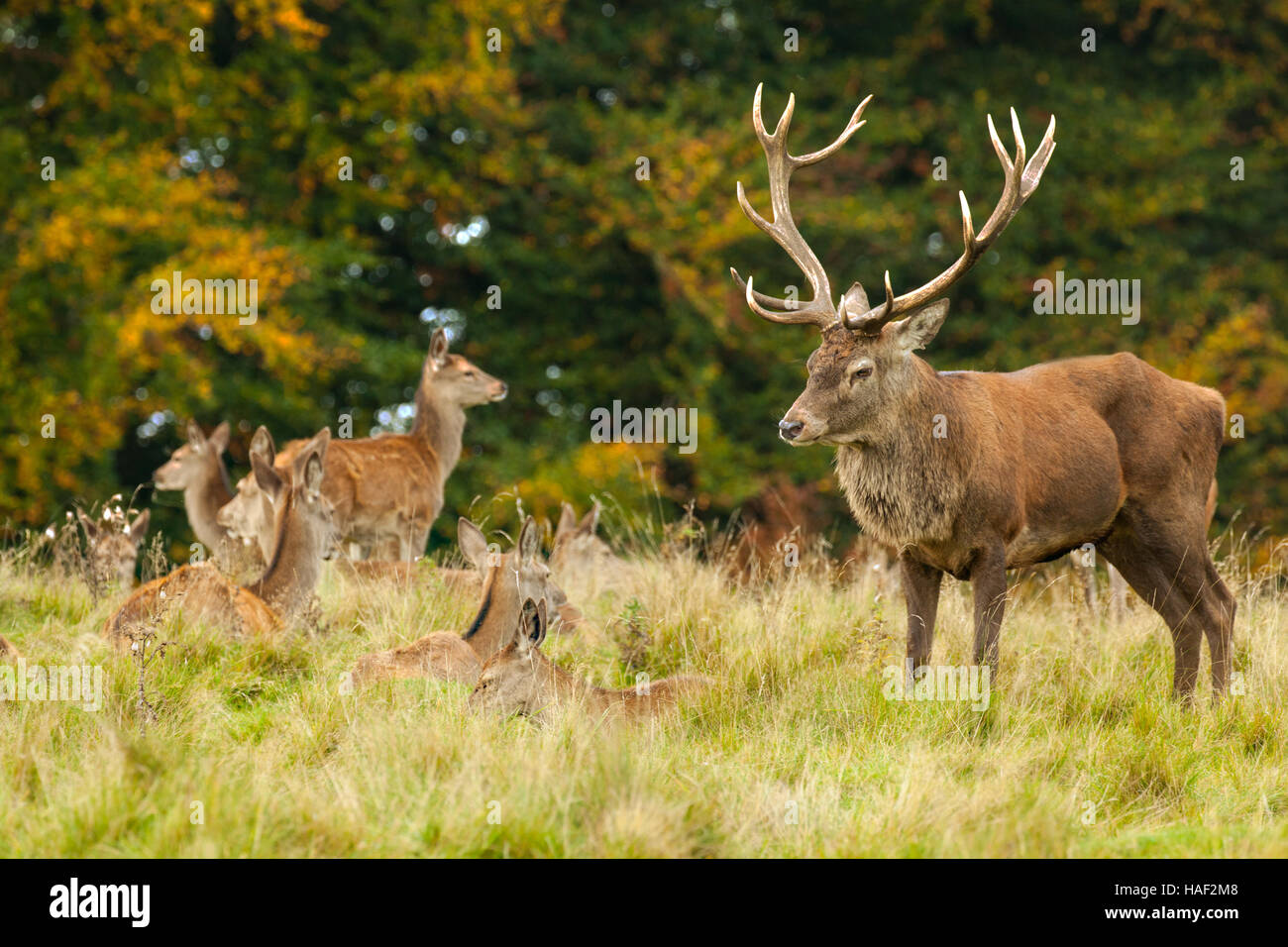 Tatton Park High Resolution Stock Photography and Images - Alamy