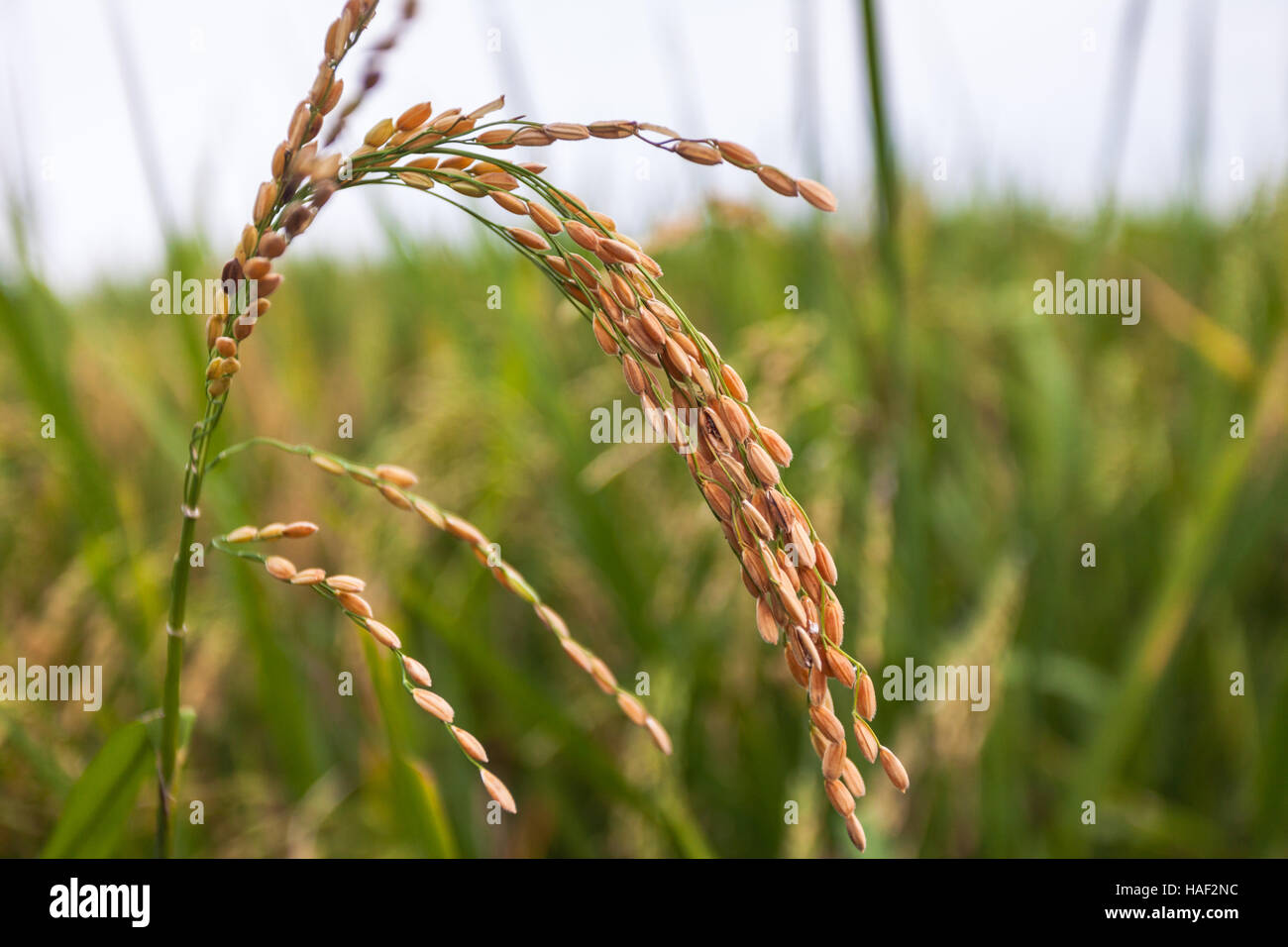 Growing rice in india hi-res stock photography and images - Alamy