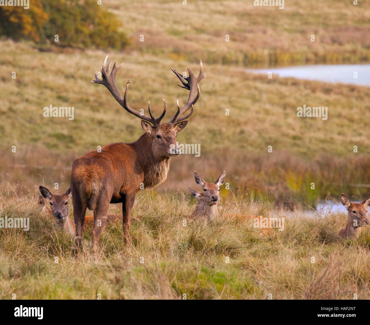 Red deer Cervus elaphus during rutting season at the National trust ...
