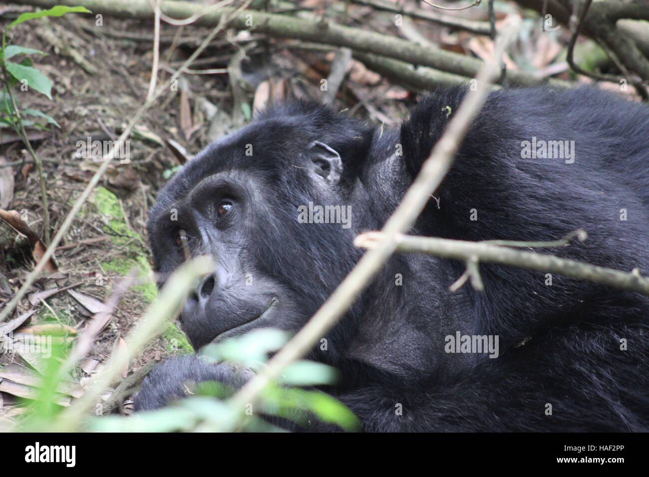 Gorilla nature hi-res stock photography and images - Alamy