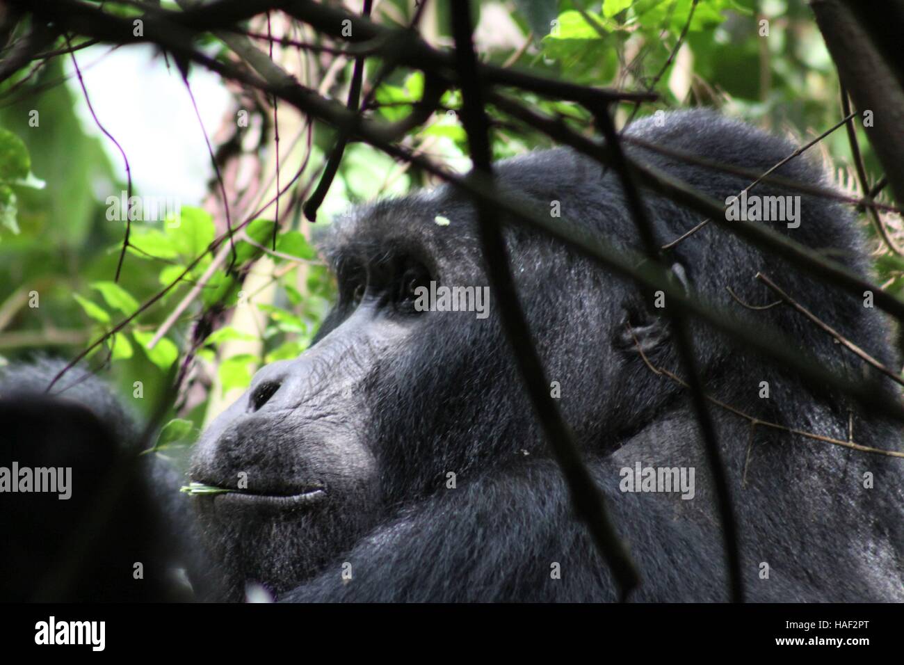 Gorilla nature hi-res stock photography and images - Alamy