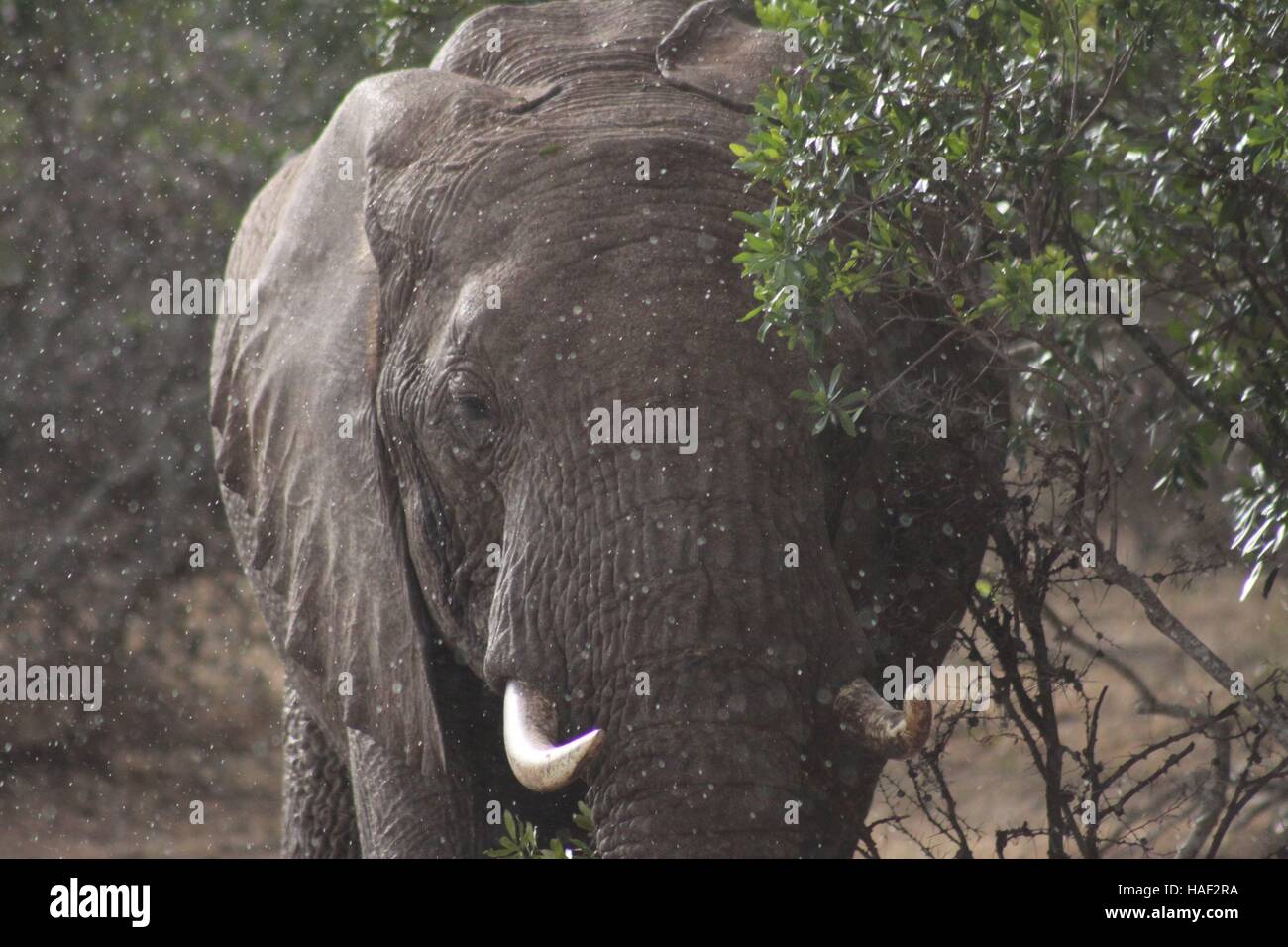 African elephant in rain Stock Photo - Alamy