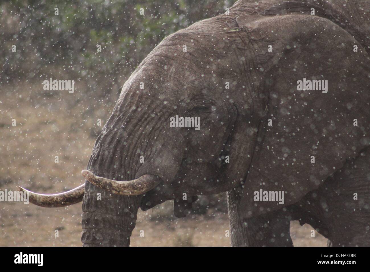 African elephant in rain Stock Photo - Alamy