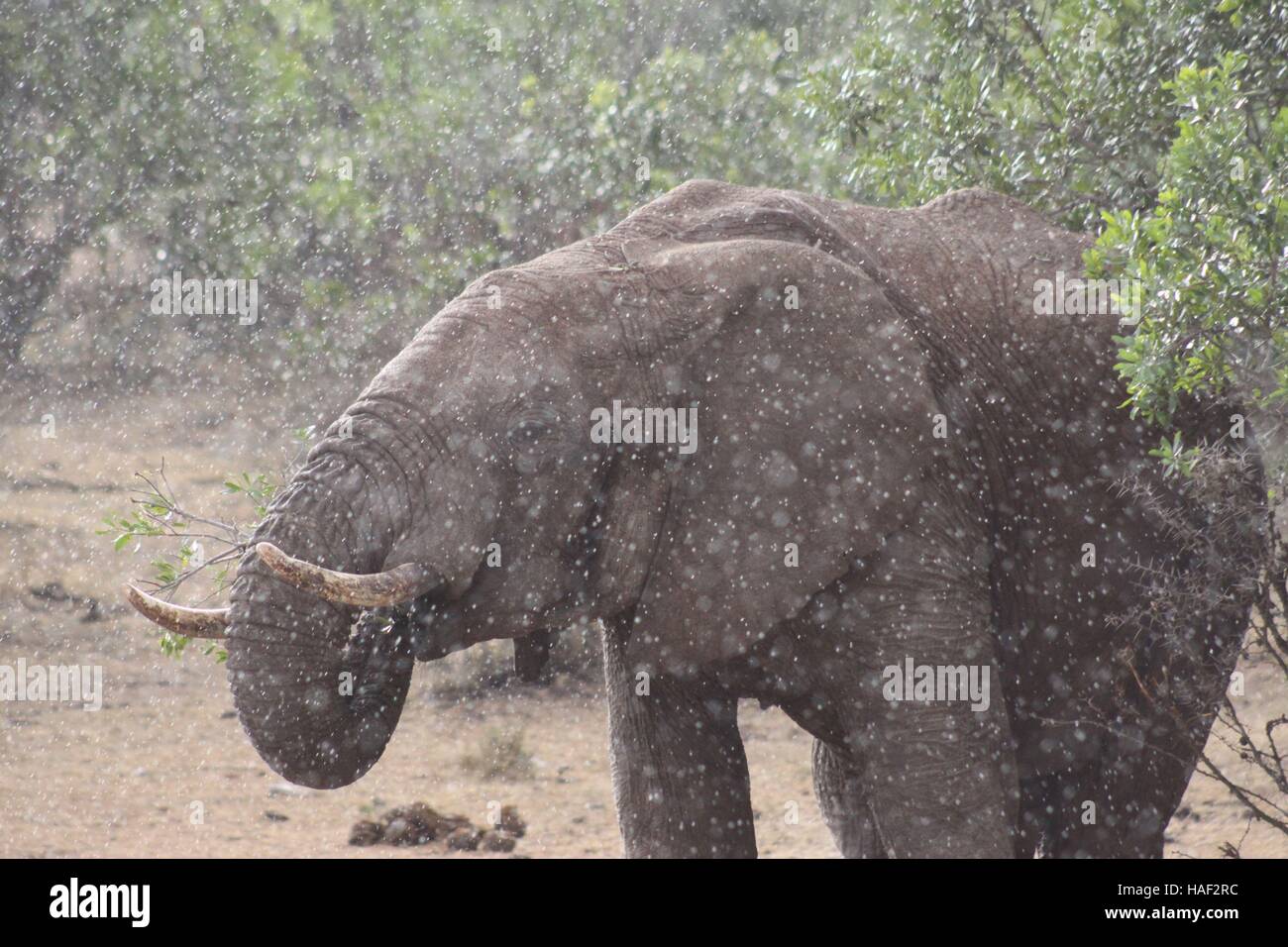 African elephant in rain Stock Photo - Alamy