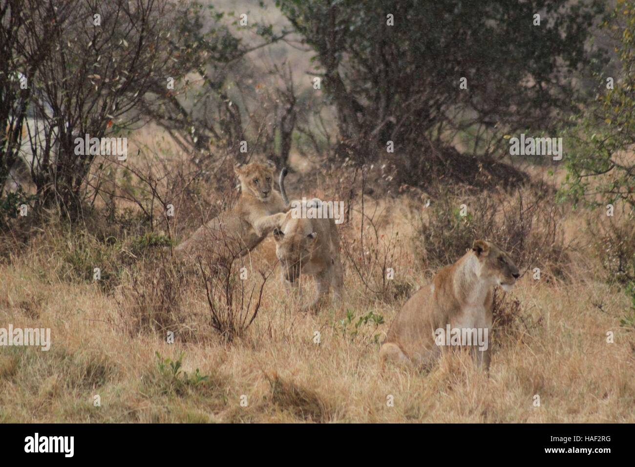Female lion and cubs Stock Photo - Alamy