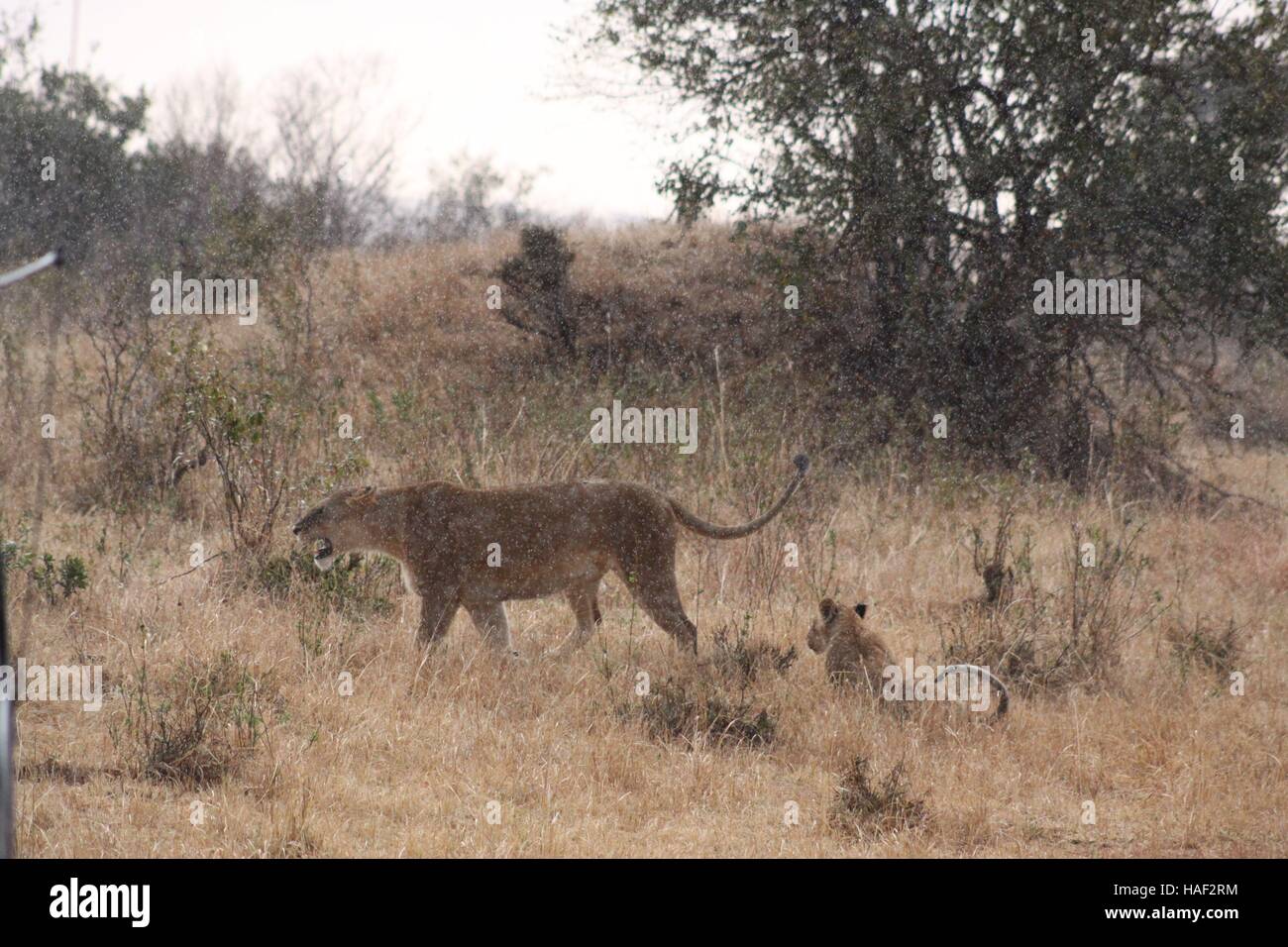 Female lion in rain Stock Photo - Alamy