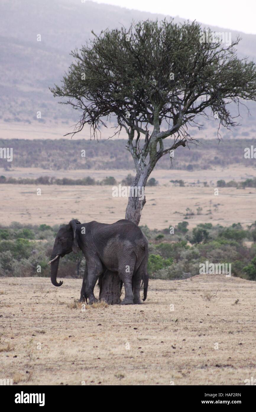 African elephant leaning on tree Stock Photo - Alamy