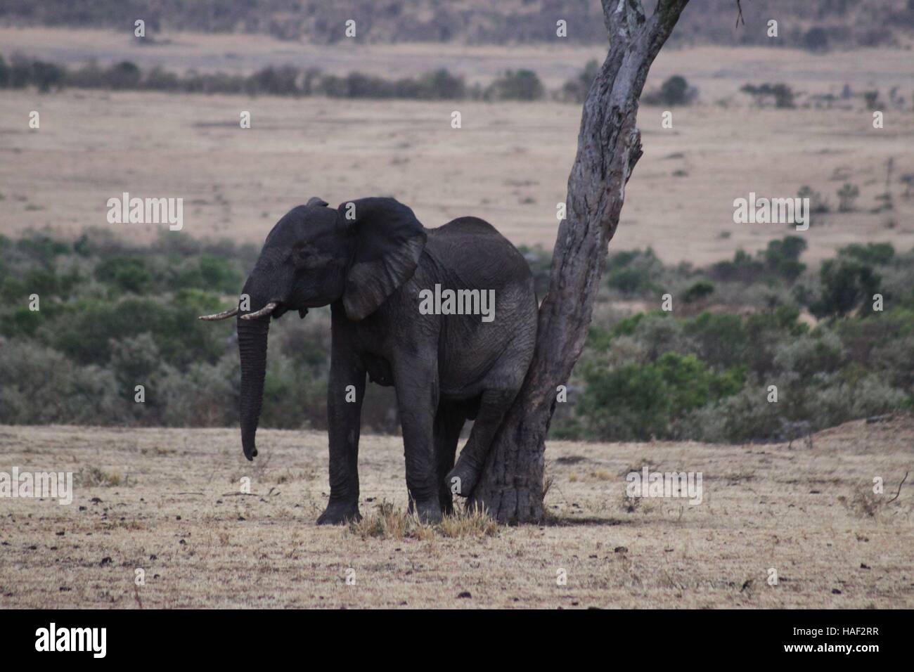 African elephant leaning on tree Stock Photo - Alamy