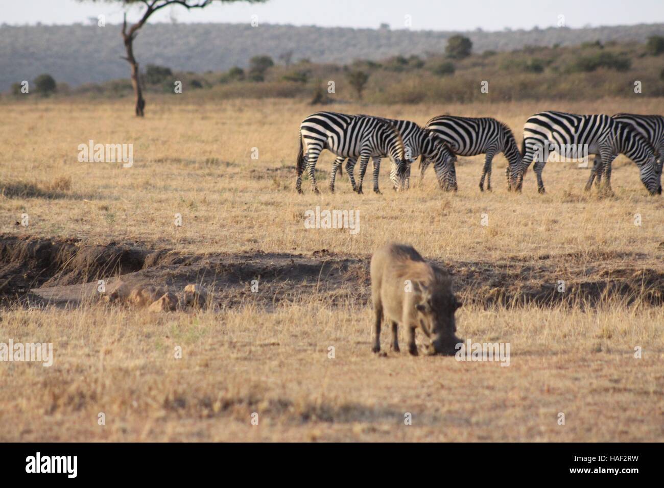 Zebra and warthog Stock Photo - Alamy