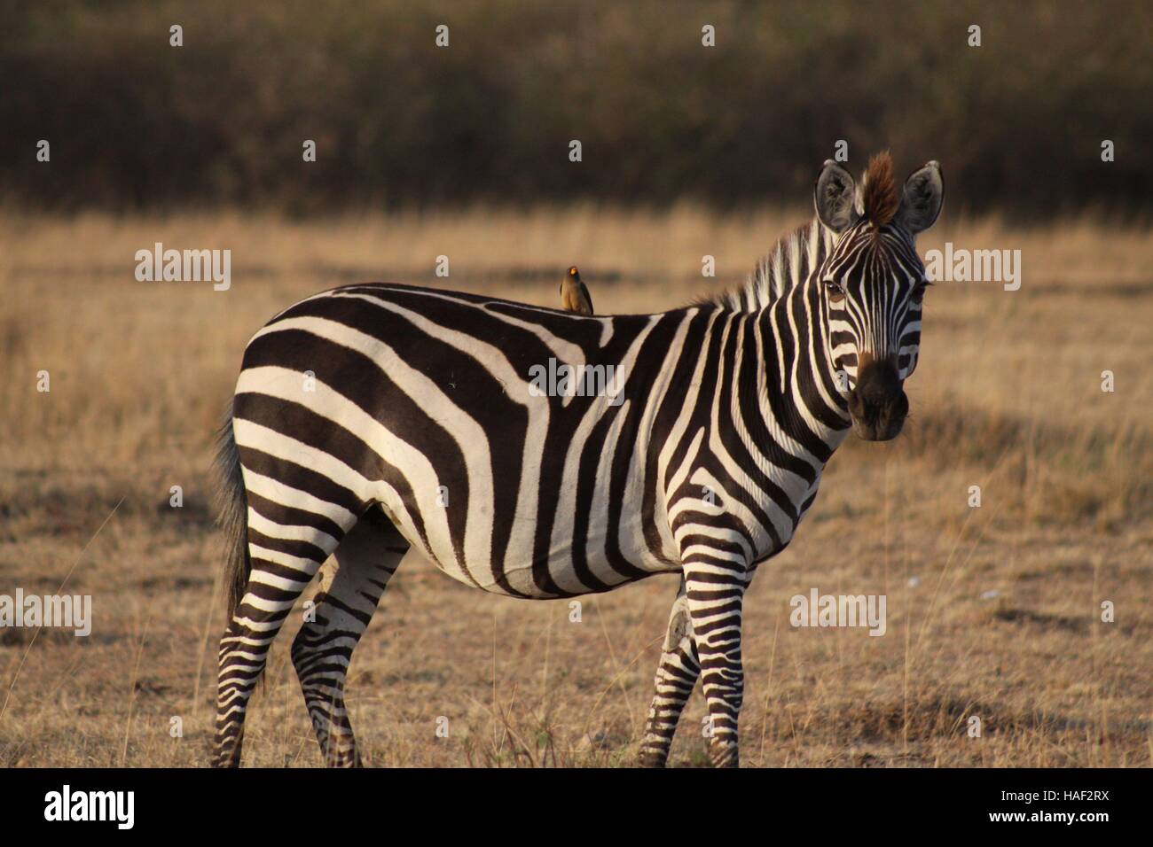 Zebra on back hi-res stock photography and images - Alamy