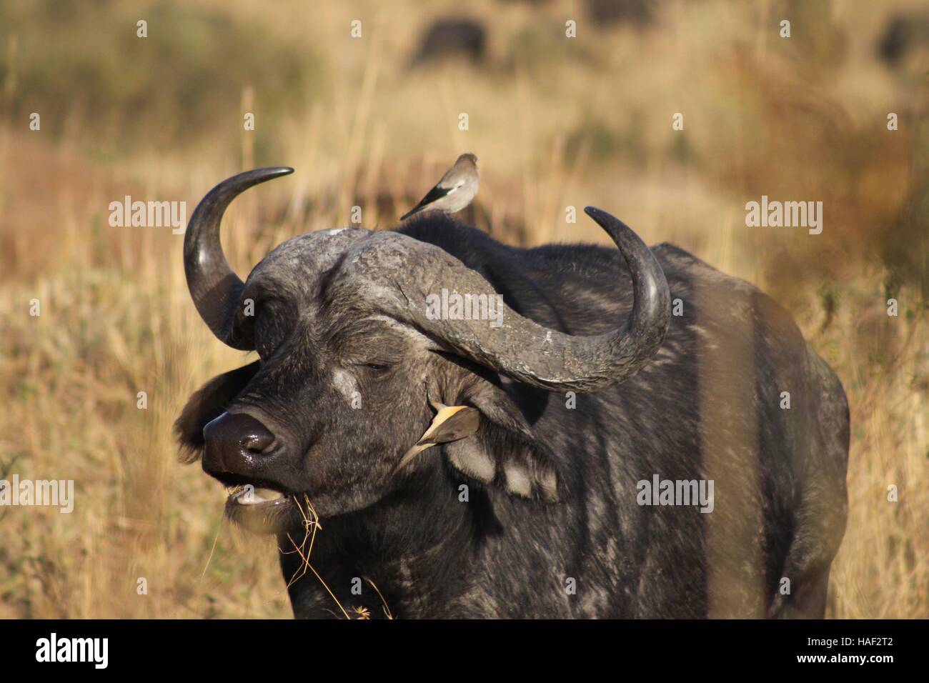 Buffalo nature hi-res stock photography and images - Alamy