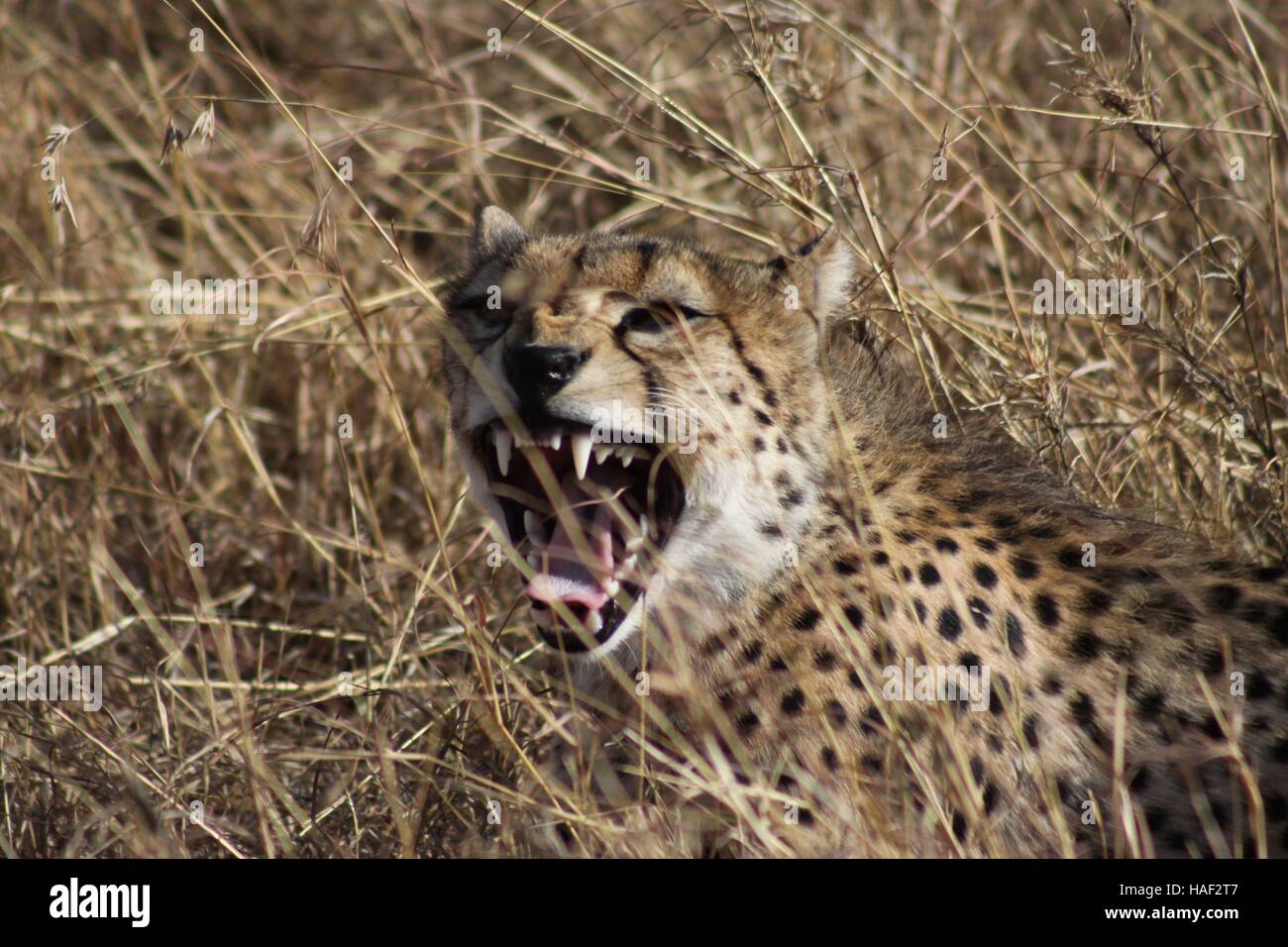 Cheetah showing teeth Stock Photo - Alamy