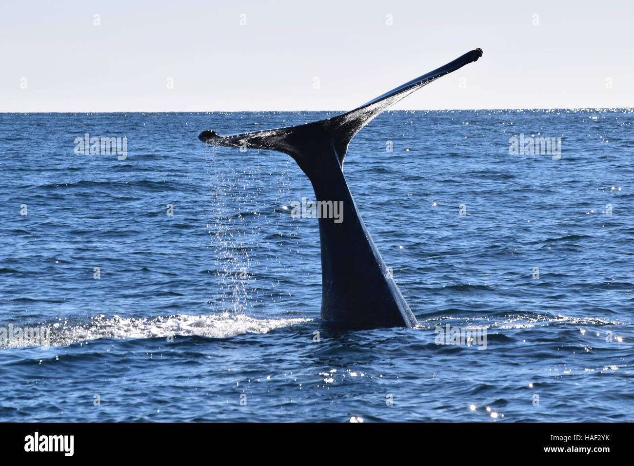 Whale shape hi-res stock photography and images - Alamy