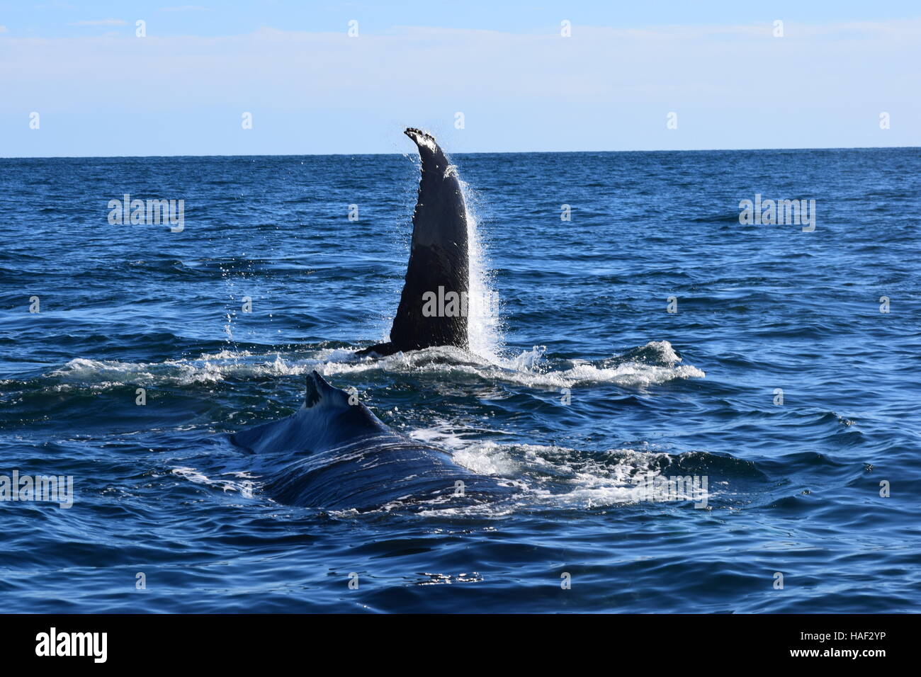 A humpback whale waves his flipper as another whale swims by Stock ...