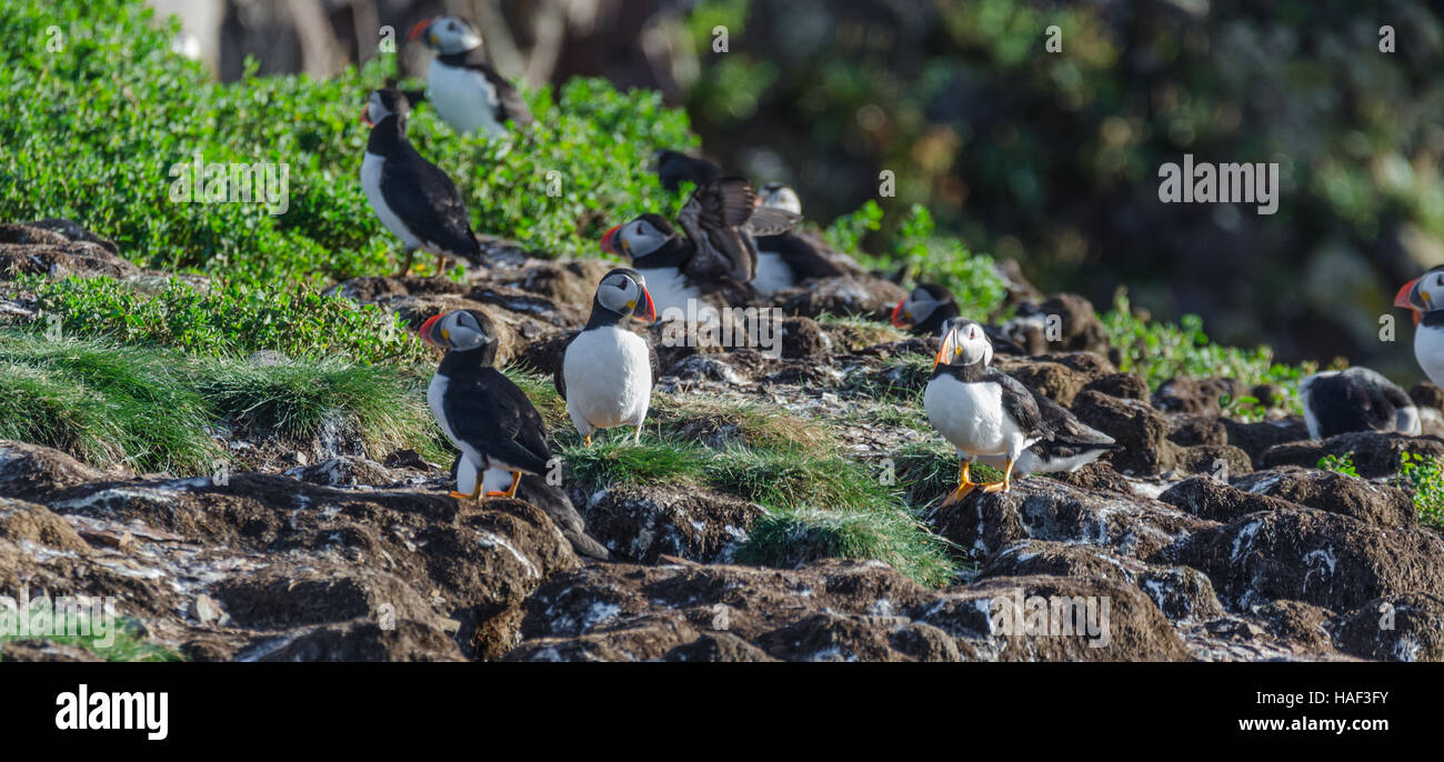 Atlantic puffins (Fratercula arctica) on bird island in Elliston ...