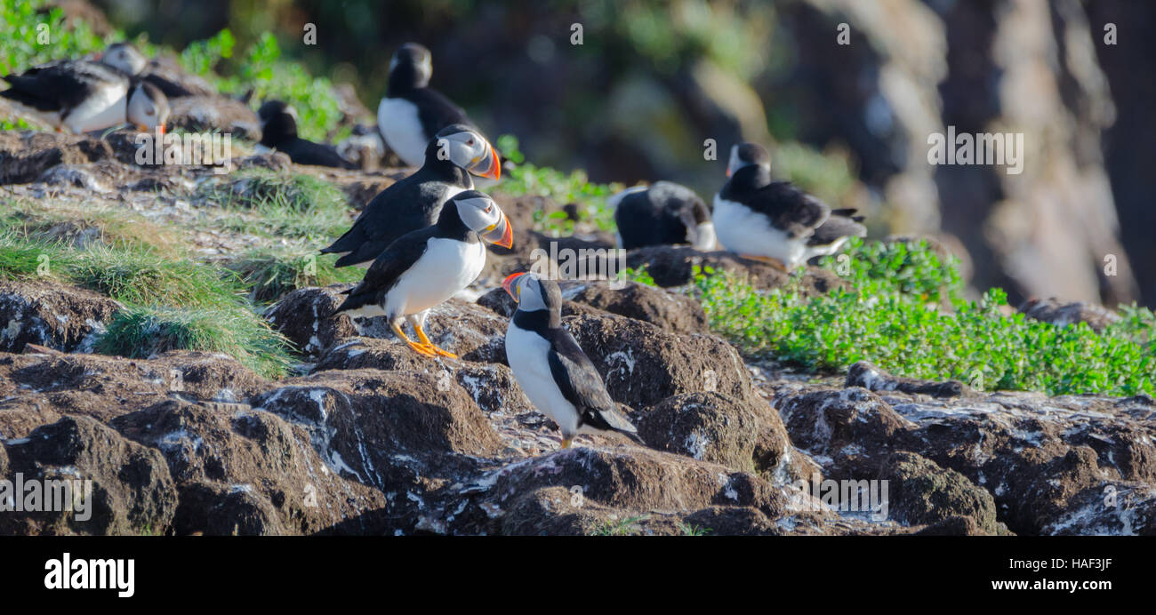 Puffin and elliston and newfoundland hi-res stock photography and ...