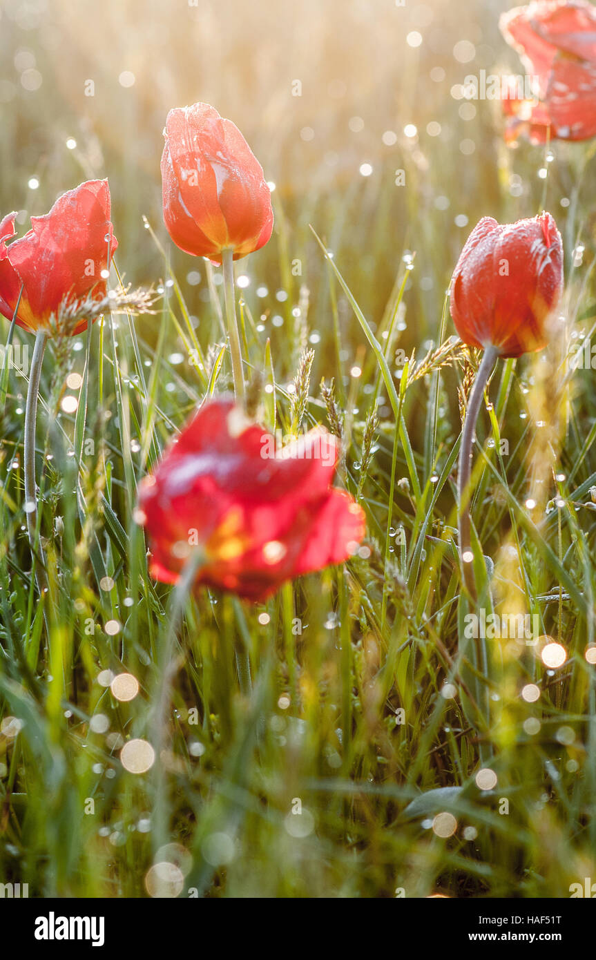 Wild tulip in the field, Rostov region, Russia Stock Photo - Alamy