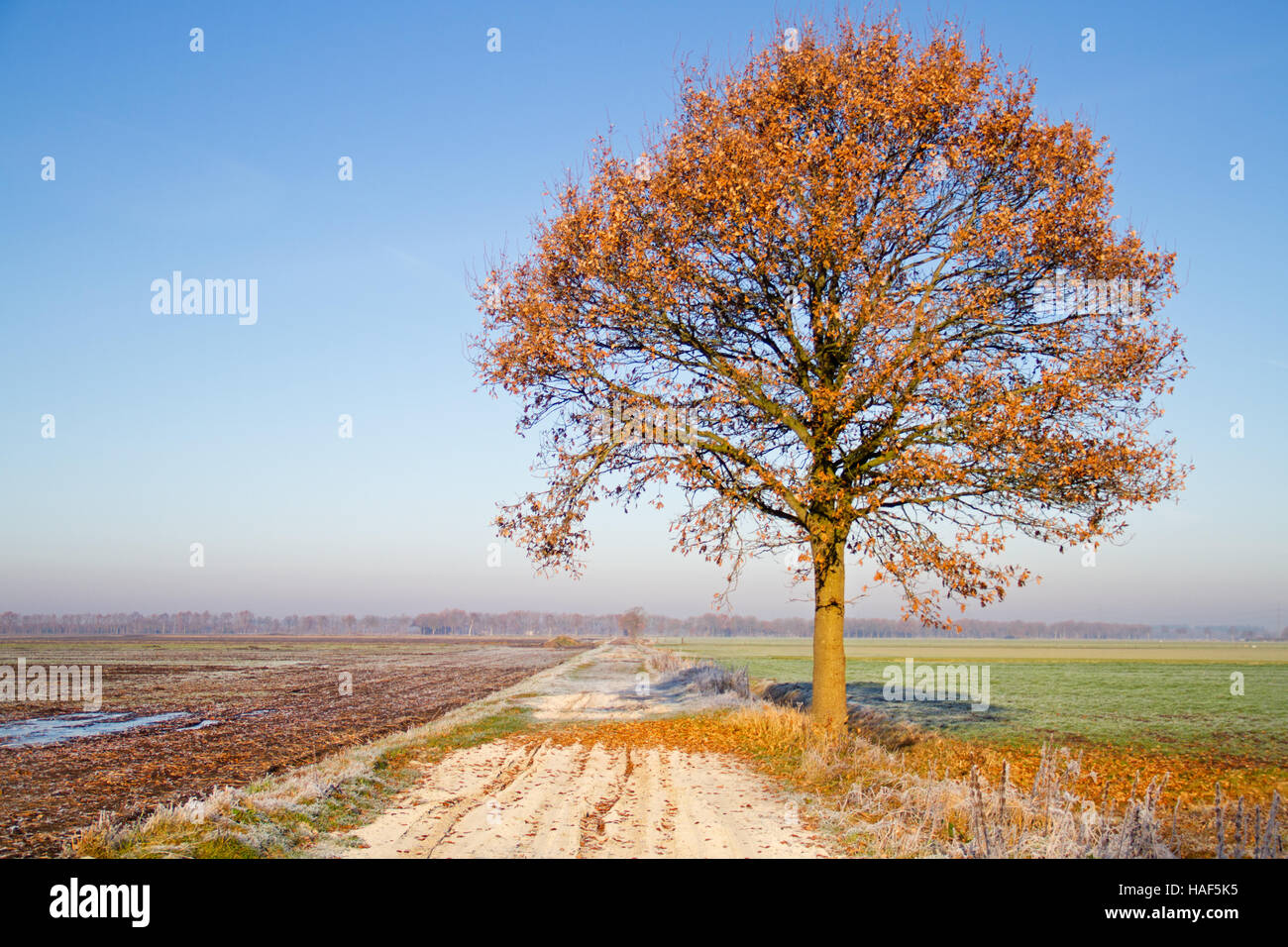 Country road with tree and fields hi-res stock photography and images ...